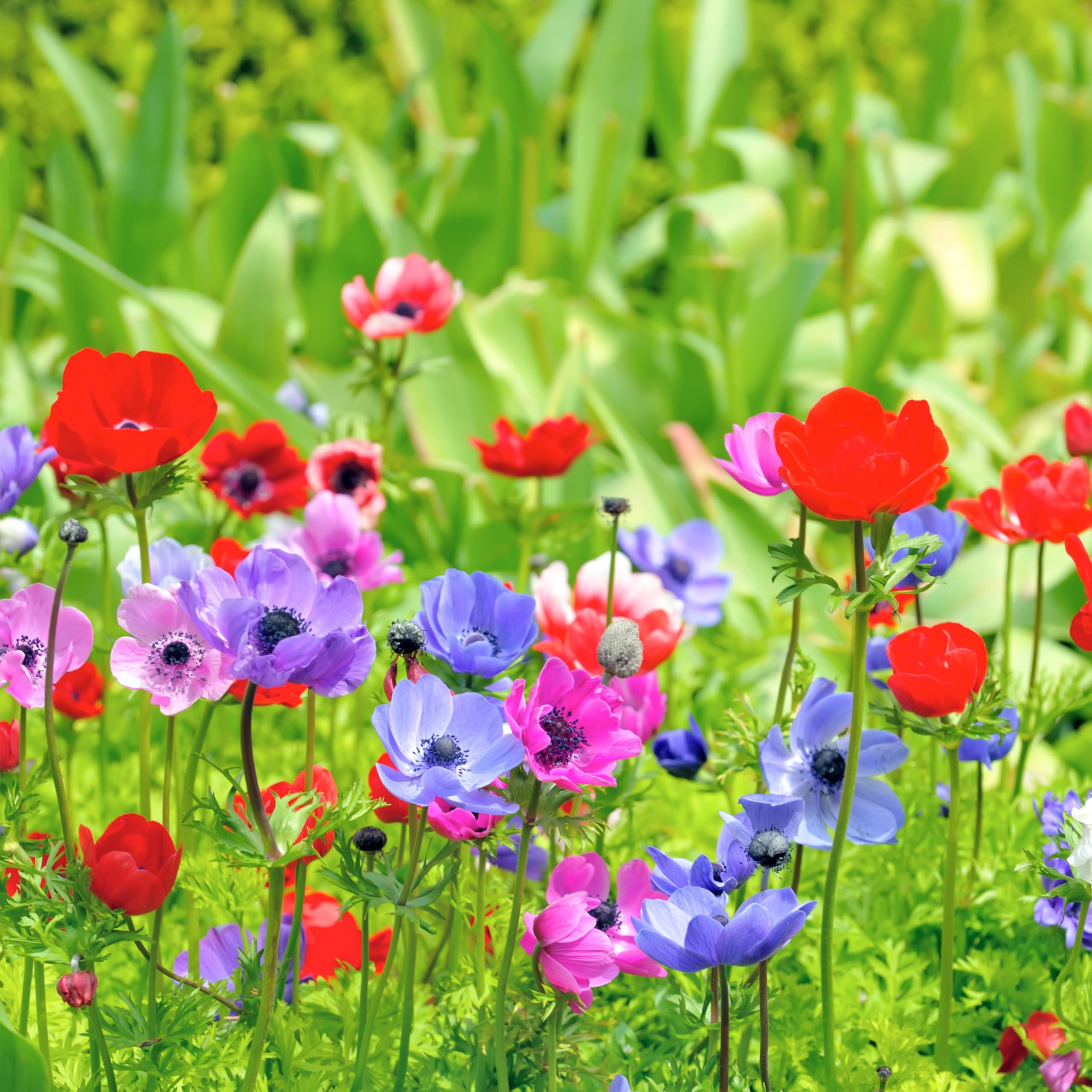 Amazon.com : BloomingBulb | 15 Mixed Anemone DeCaen Bulbs for Fall ...