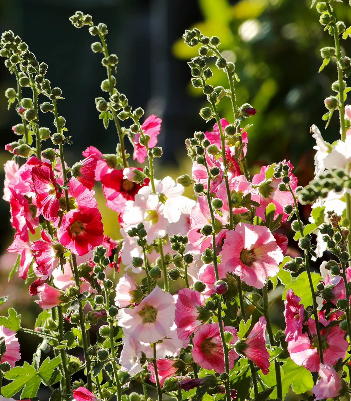 Amazon.com : Earthcare Seeds Hollyhock Indian Spring Mix 150 Seeds ...