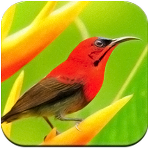 Bird Wallpaper 4K - App on Amazon Appstore