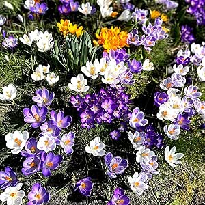Bsymbol 10pcs Mixed Color Crocus Bulbs - Spring Blooming Fall Planting ...