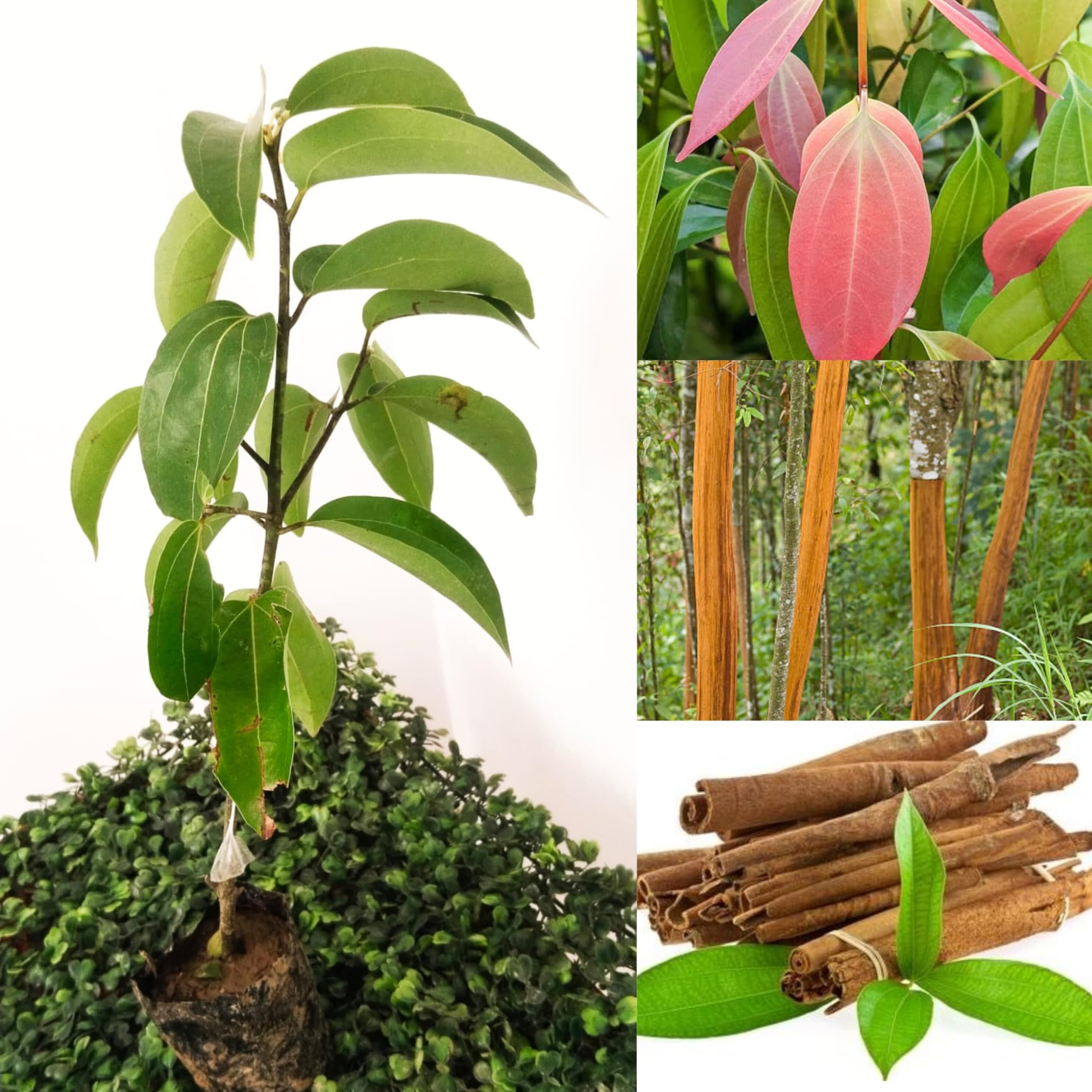 Dalchini Tree 376 Cassia Cinnamon Tree Stock Photos Free