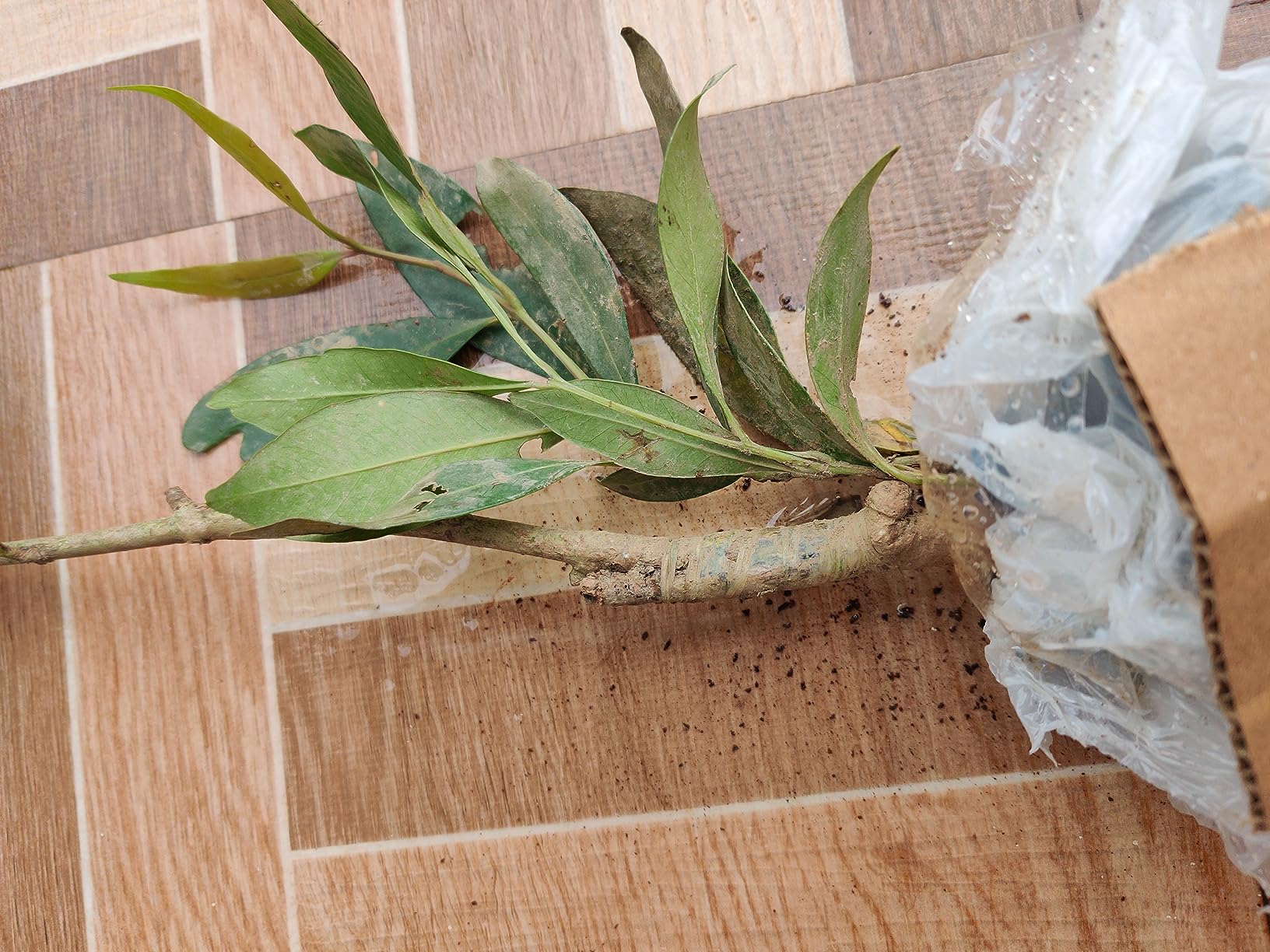 Green view "Ra -Jamun"Grafted hybrid - 1 Healthy Live Super Yielding ...