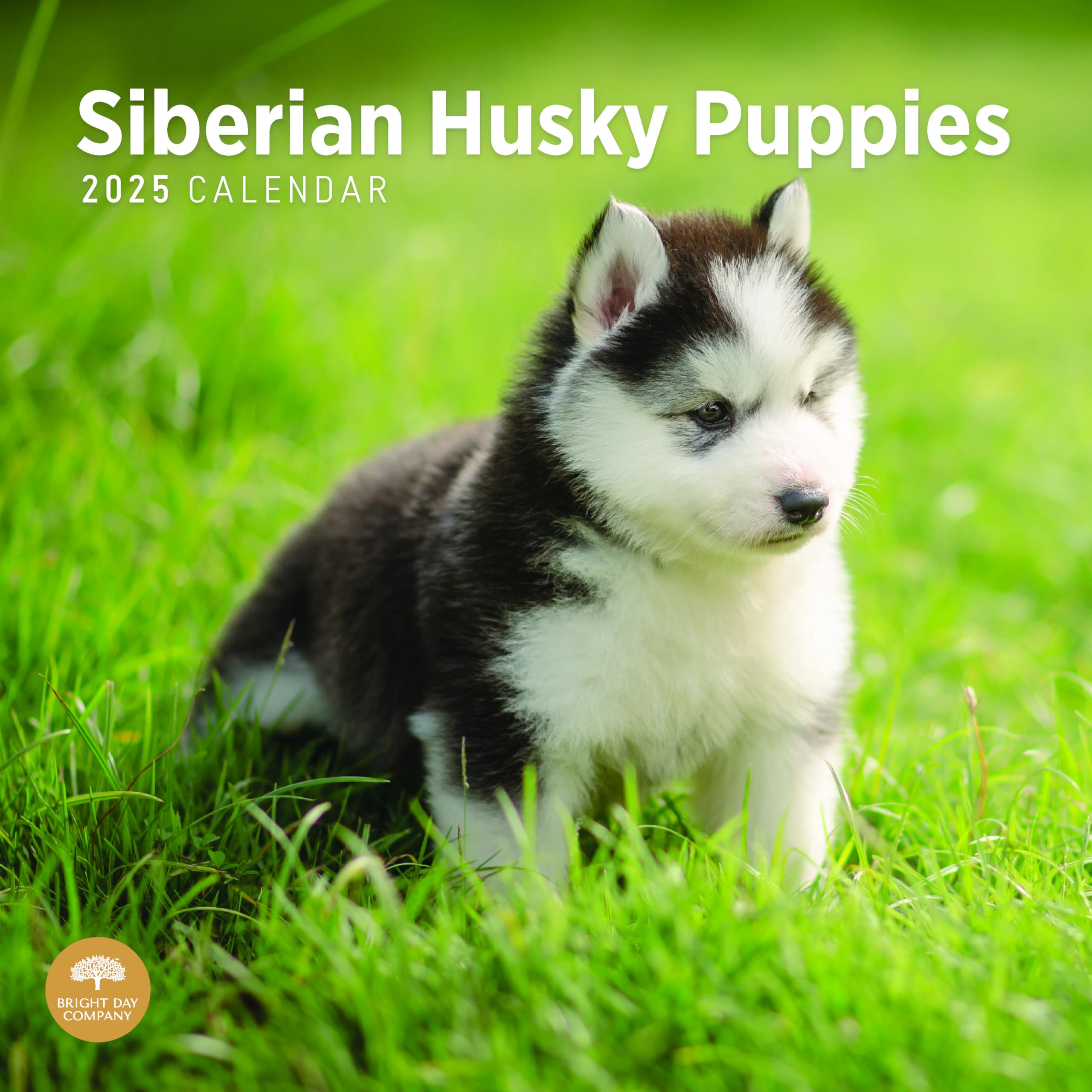Razas De Perros Husky Cachorro De Raza Husky Siberiano Perro Husky