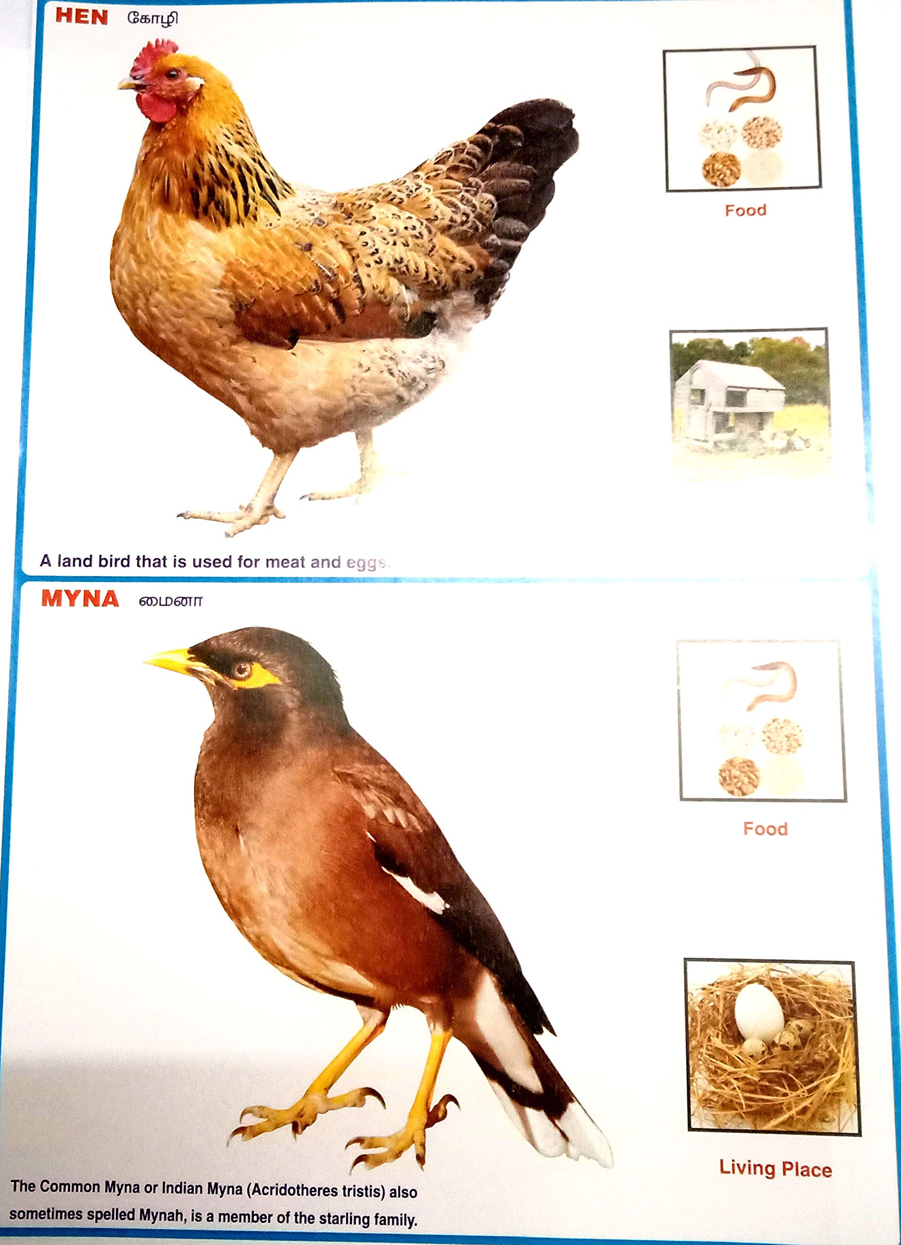 Egg Laying Animals Chart