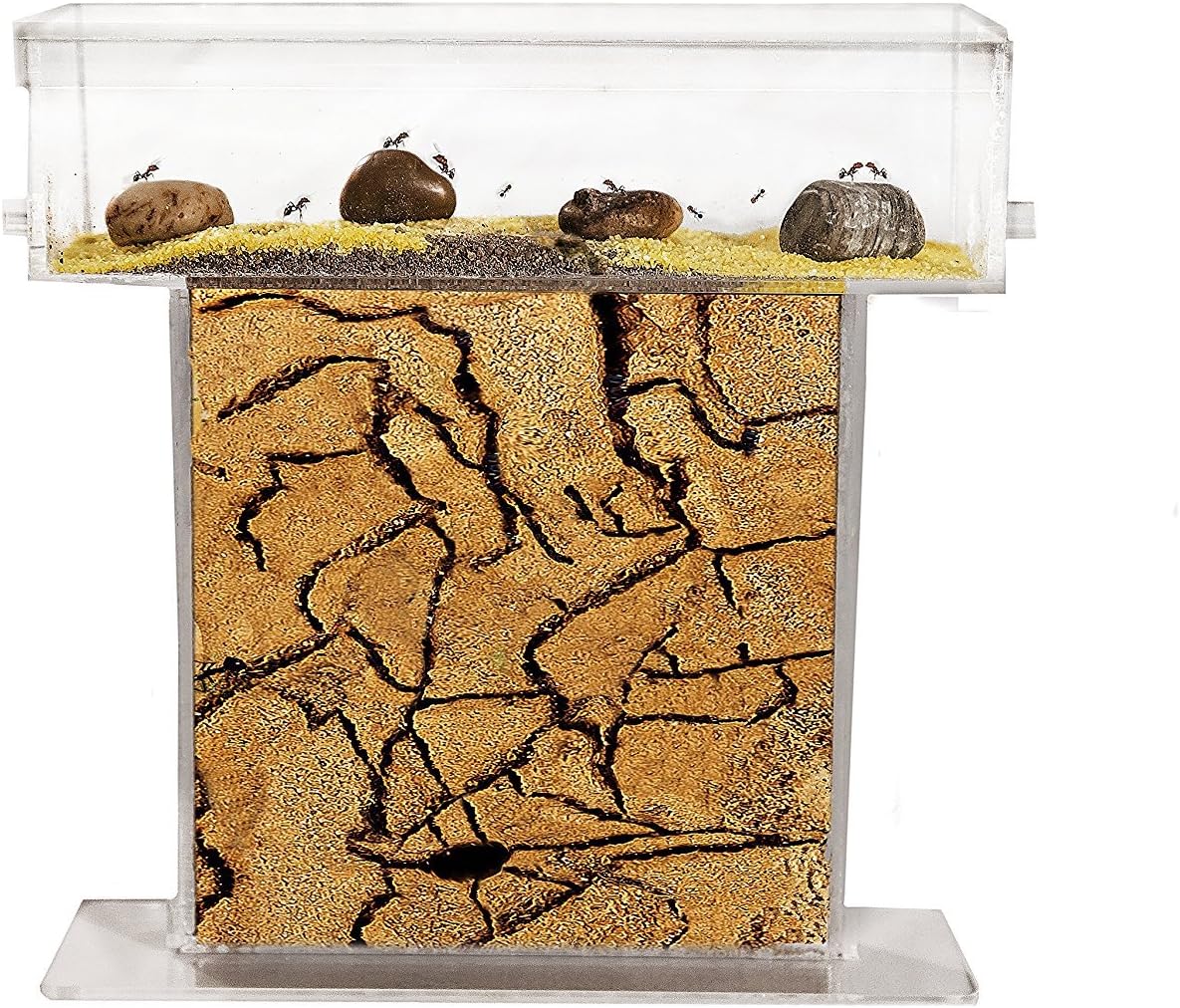 AntHouse - Formicaio Naturale di Sabbia | Kit T Acrilico 15x15x1,5 cm ...