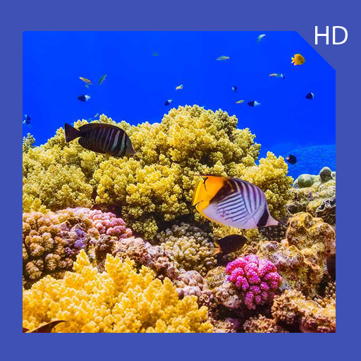Sea Coral Wallpaper HD Free - App on Amazon Appstore