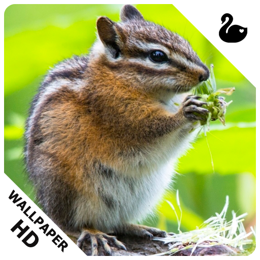 Chipmunk Wallpapers - App on Amazon Appstore
