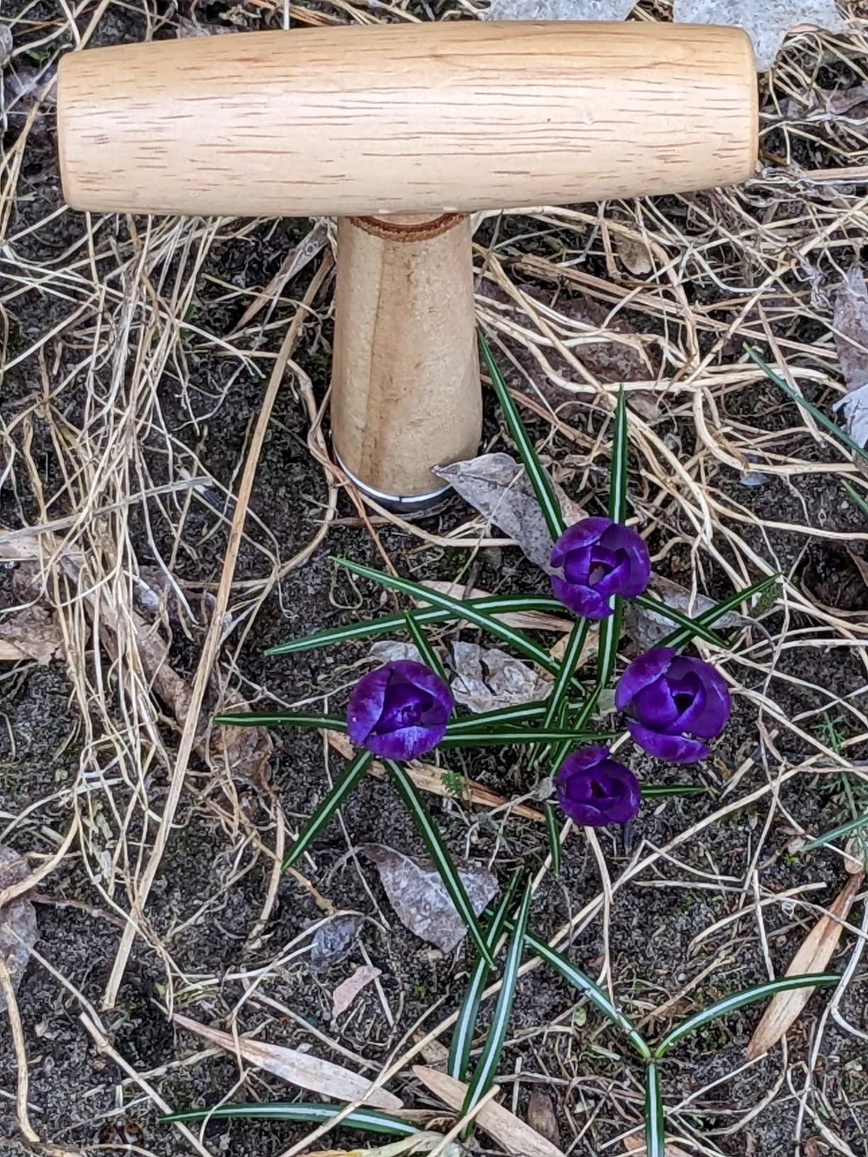 $2/mo - Finance RainboWiner Garden Hand Dibber with Measurements, Bulb ...