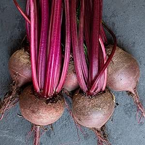 Beetroot Seeds - 200 Detroit Crimson Globe Beetroot Seeds – Plant and ...