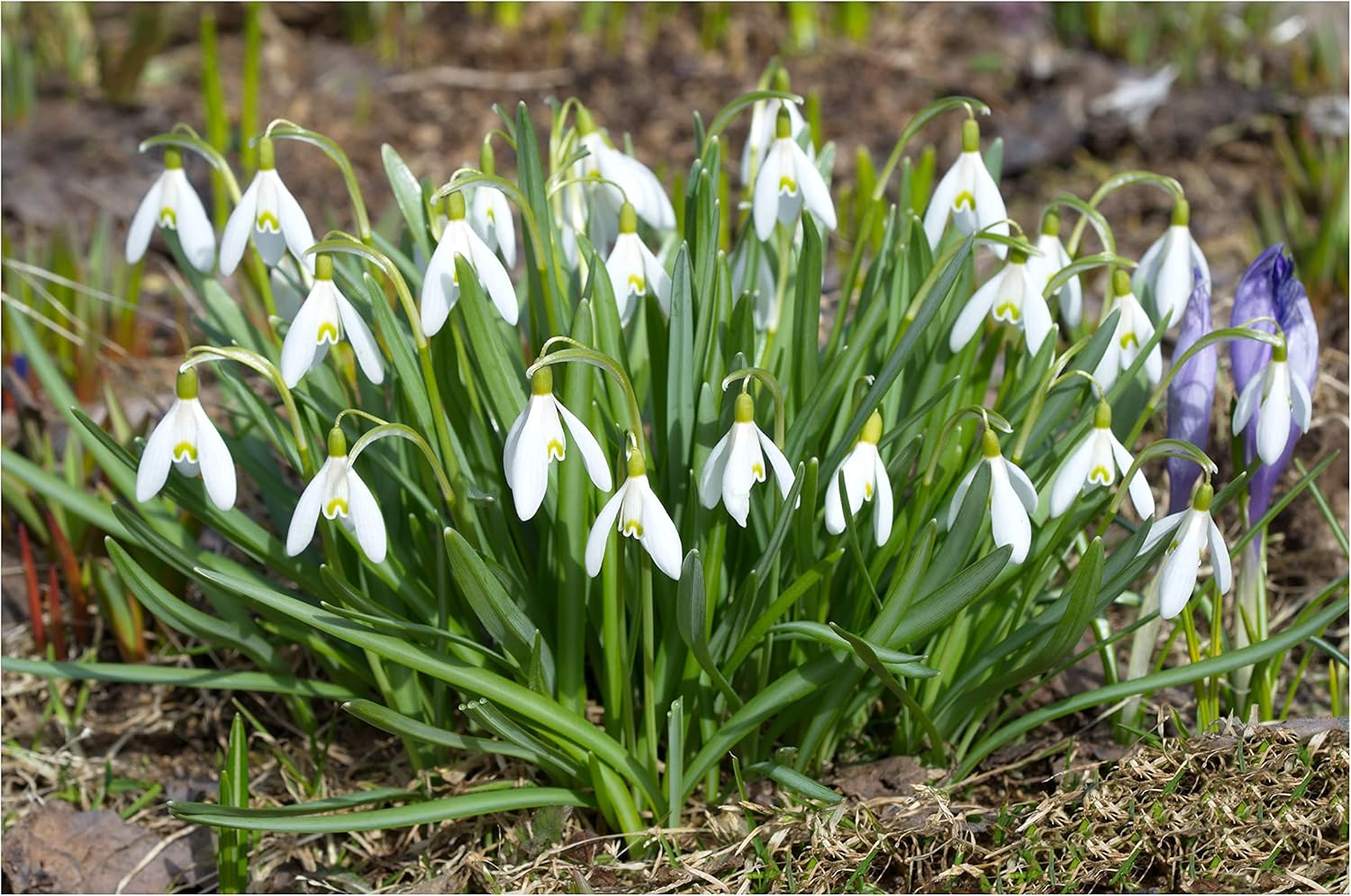 Oliwier's Bulbs 20x Single Snowdrop Galanthus Woronowii Early Spring ...