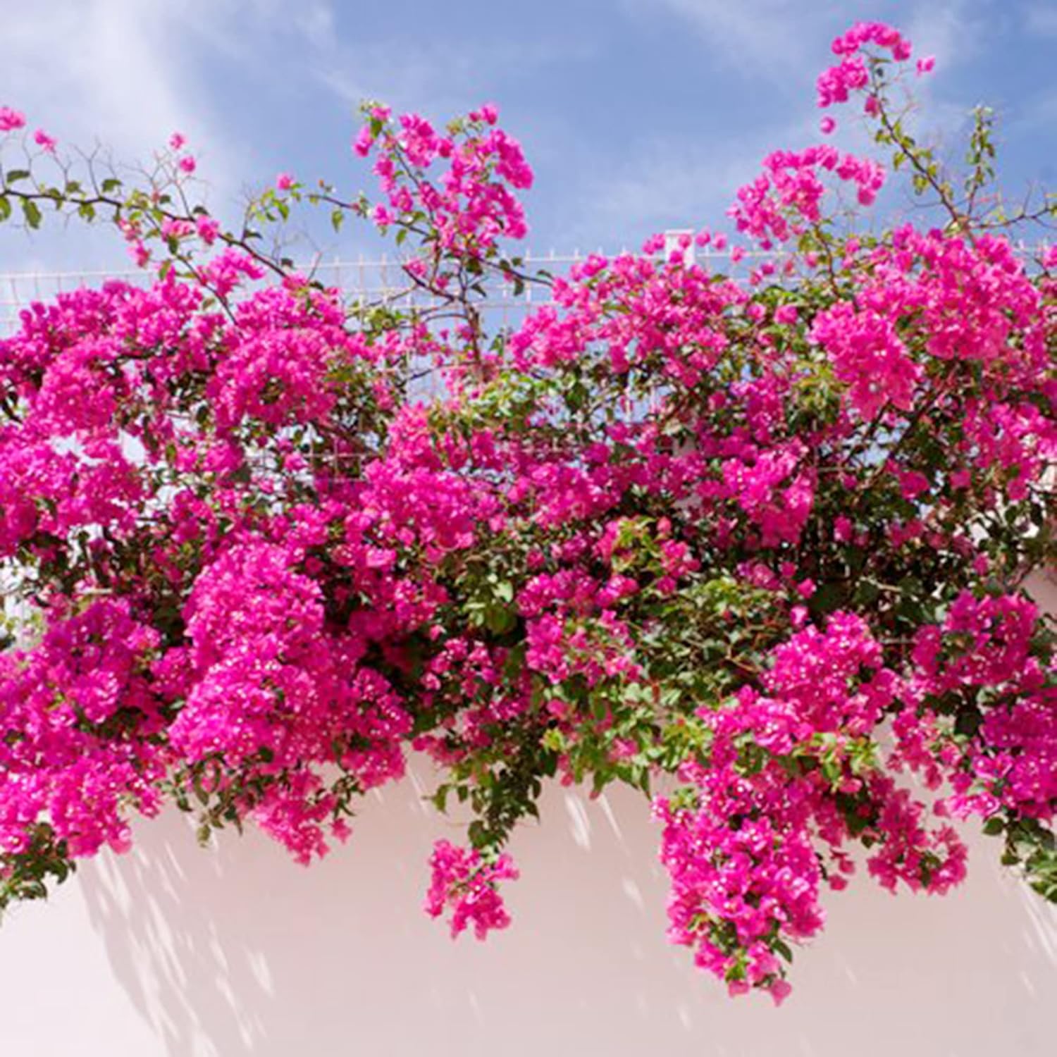 Amazon.com: QAUZUY GARDEN 105 semillas de buganvilla rosa, papel ...