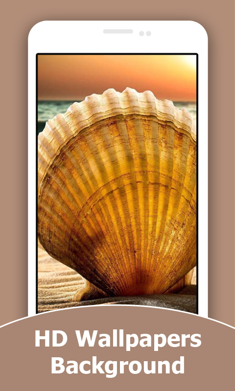 Seashell HD Wallpapers And Background - App on Amazon Appstore
