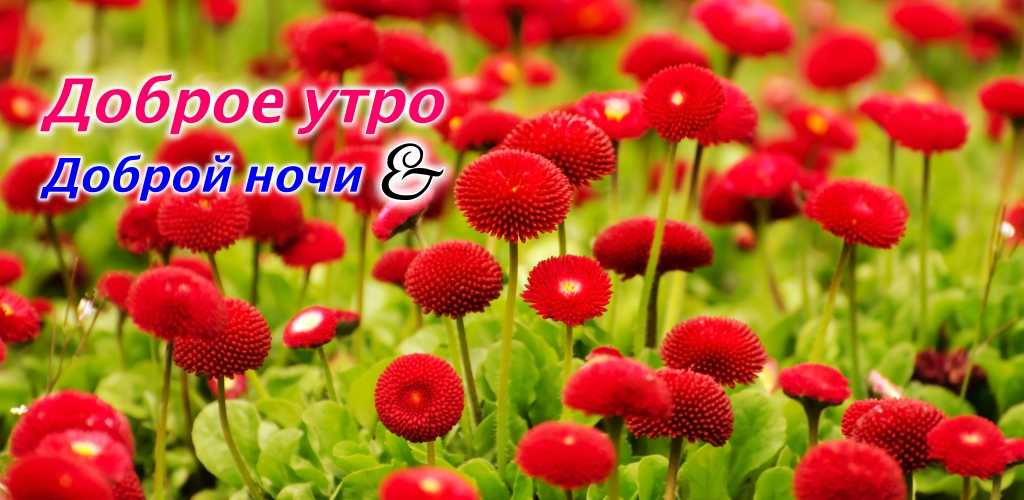 Russian Good Morning Quotes Russian Good Morning Afternoon Night