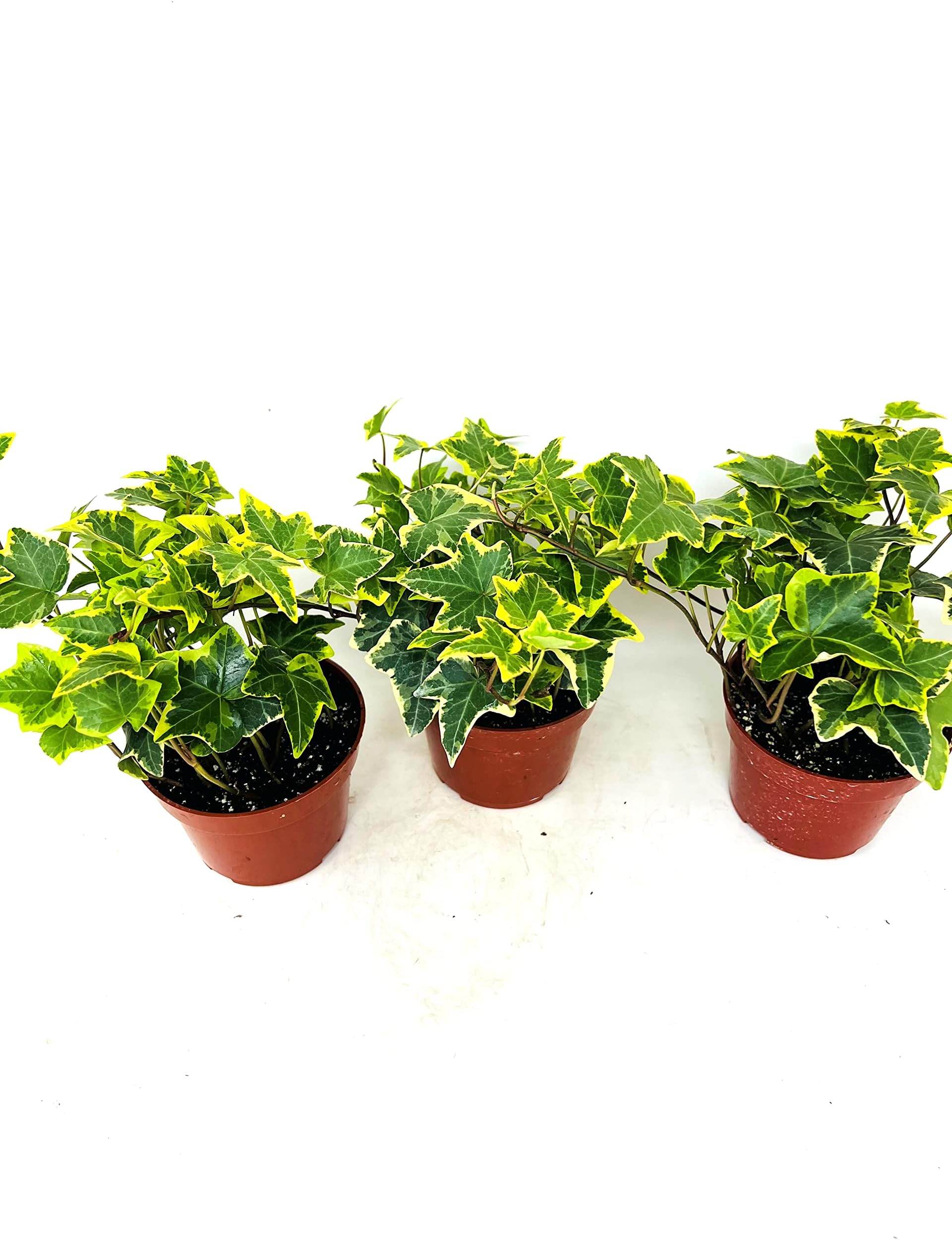 Amazon.com : Set 2 Variegated Swedish Ivy Plants Live Indoors for ...