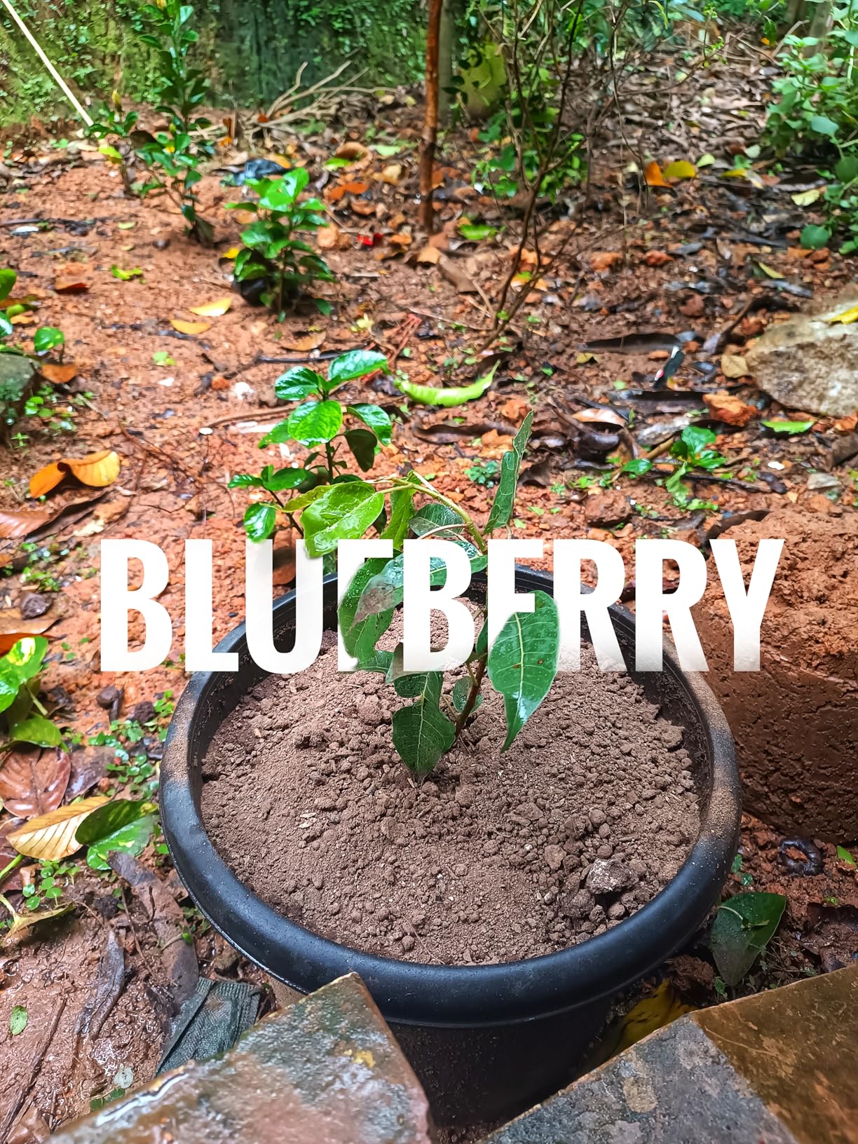 EverSneh Rare Imported live Blueberry fruit Plant With Black Plastic ...