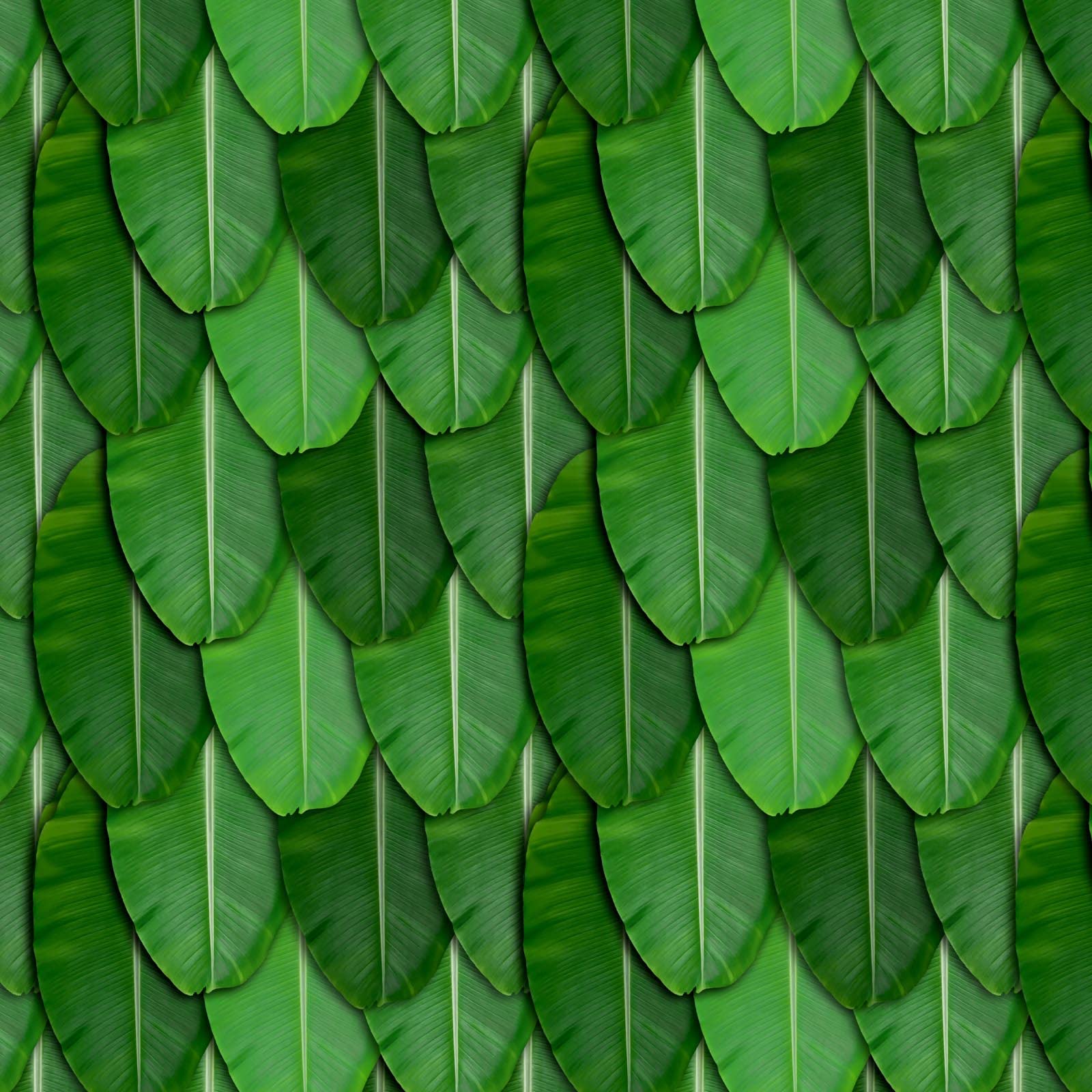 Banana Leaves Decoration (8FT-8FT) Cloth for Pooja Decoration ...