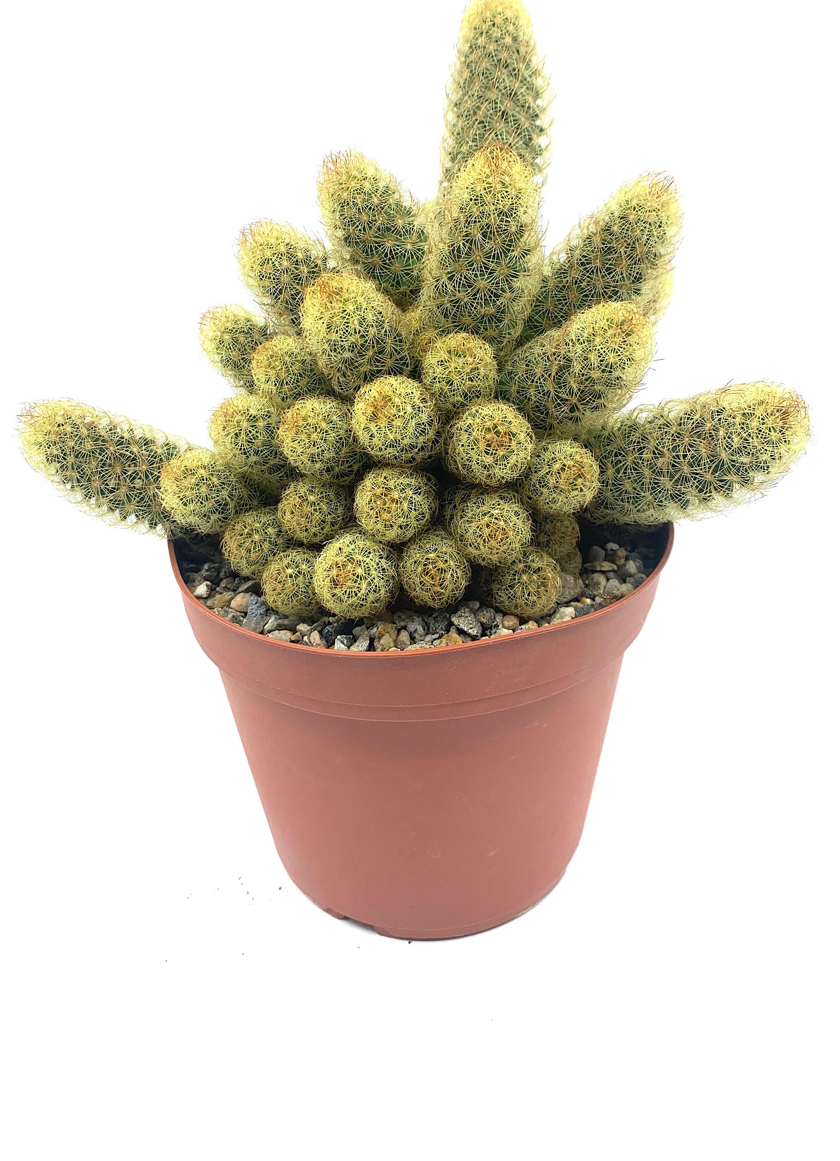 Amazon.com : 10” Large Live Cactus/Succulent Plant-Gold Lace ...