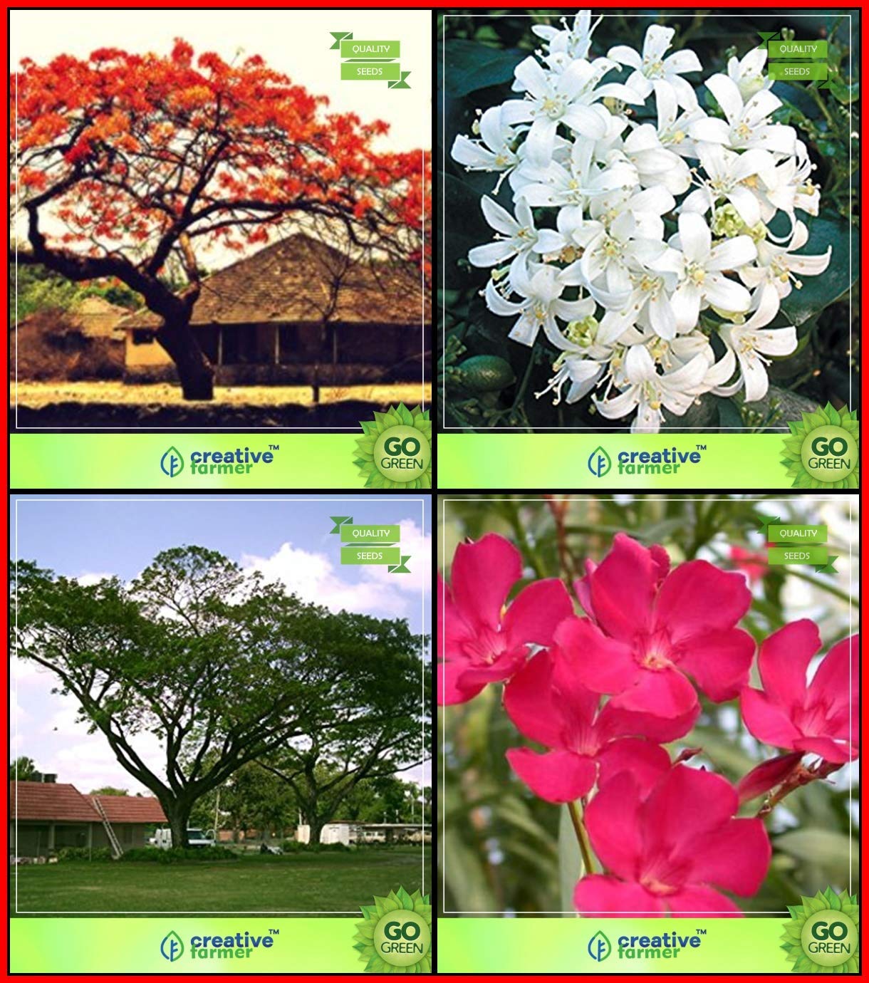 Buy OhhSome And s Combo Tree : Delonix Regia, Orange Jasmine, Coco ...