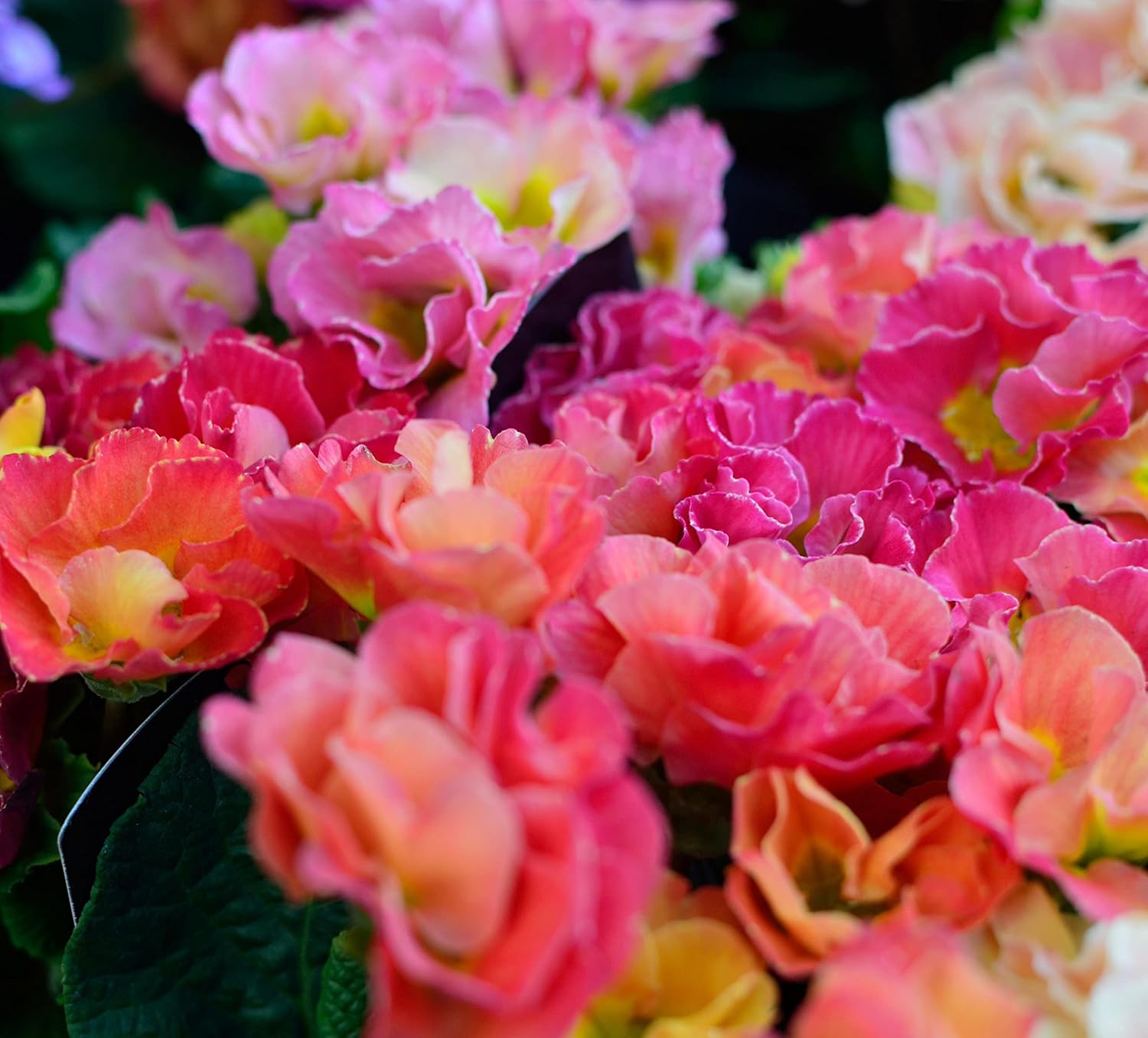 Amazon.co.jp: ITANSE フリンジ咲きジュリアン・モンシュシュ 色MIX 3号 4個セット【品種で選べる花苗(花色：6色～7色)】学名：Primula × juliana ...