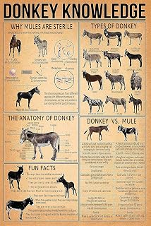 The Surprising Size Of Donkeys: Understanding The Scale Of These ...