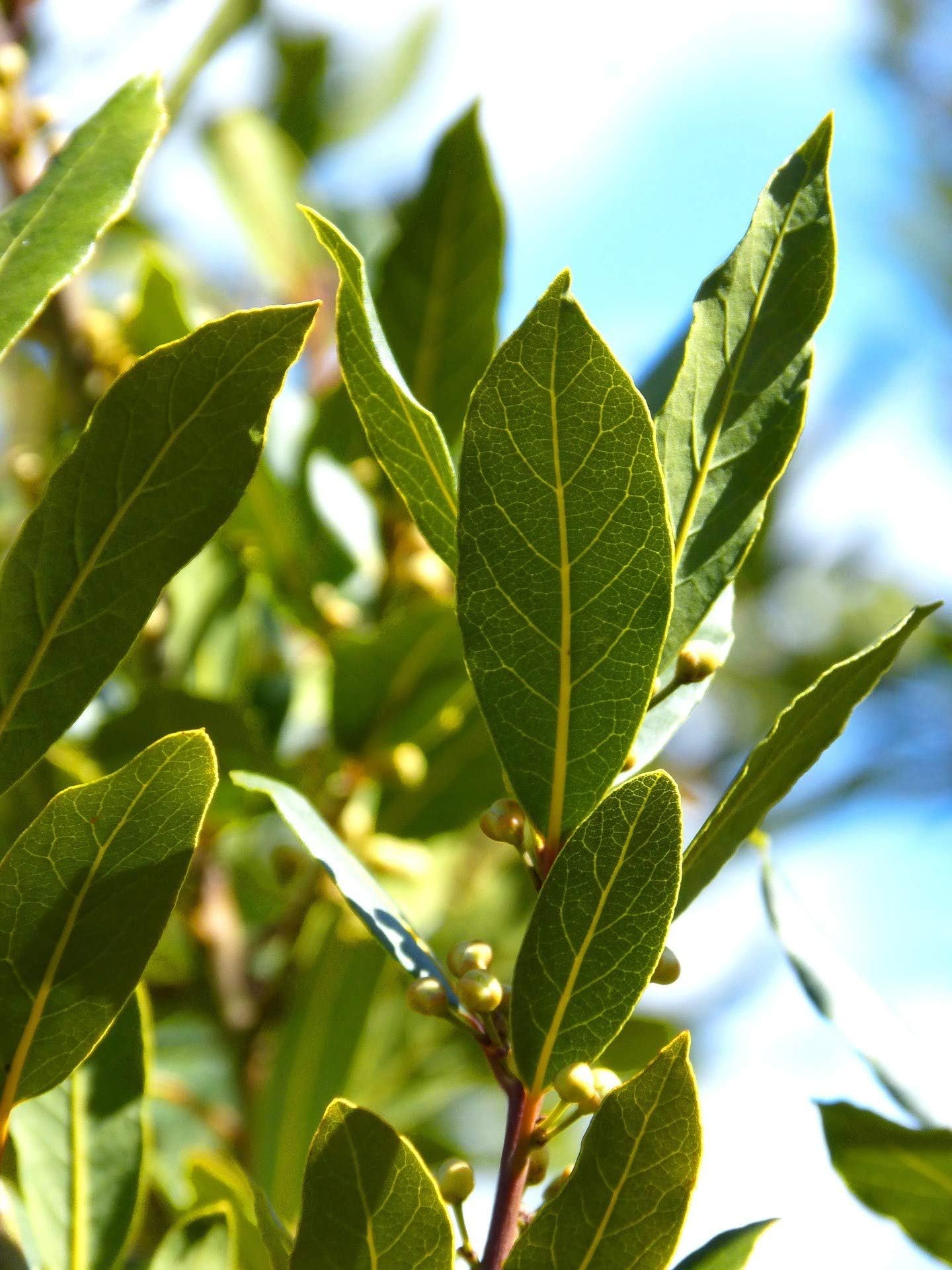 Amazon.com : Laurus nobilis - 'Bay Leaf Tree' - Bay Laurel or Sweet Bay ...