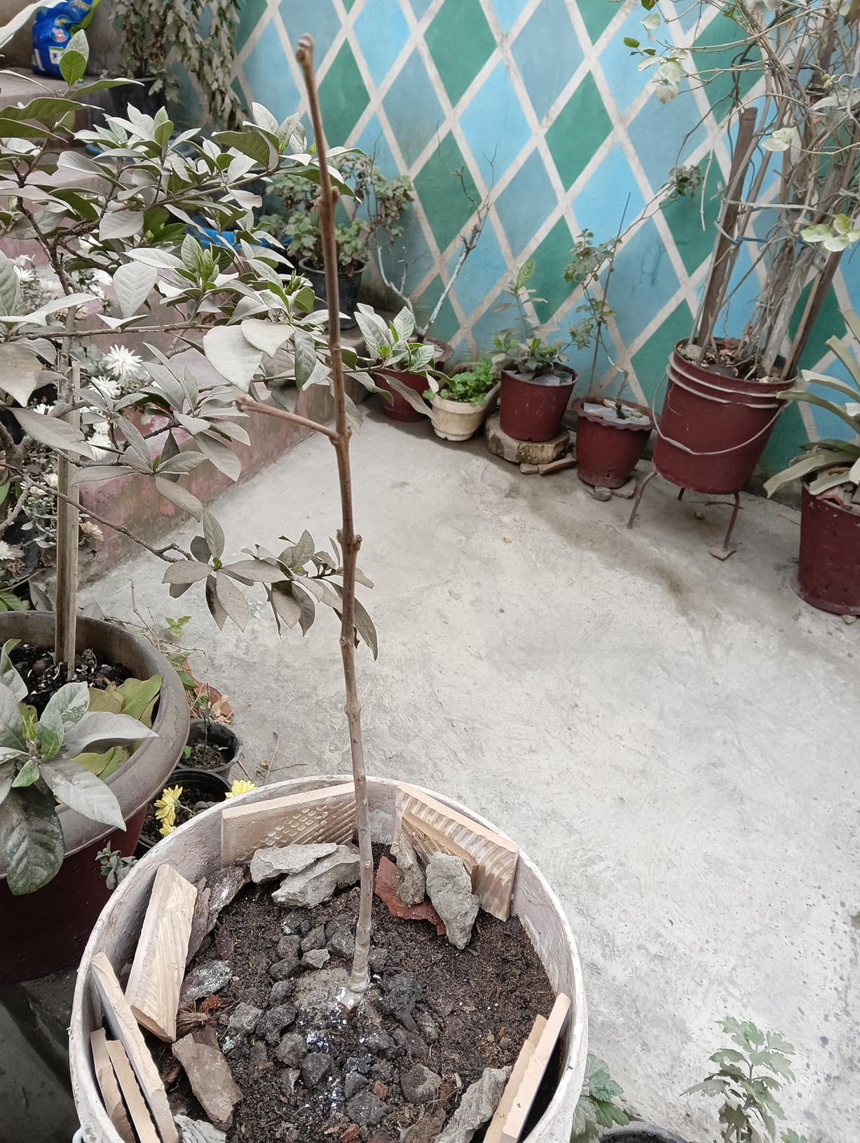 Rukonza Thai King Jamun Grafted Plant – Hybrid Black Seedless Jamun ...