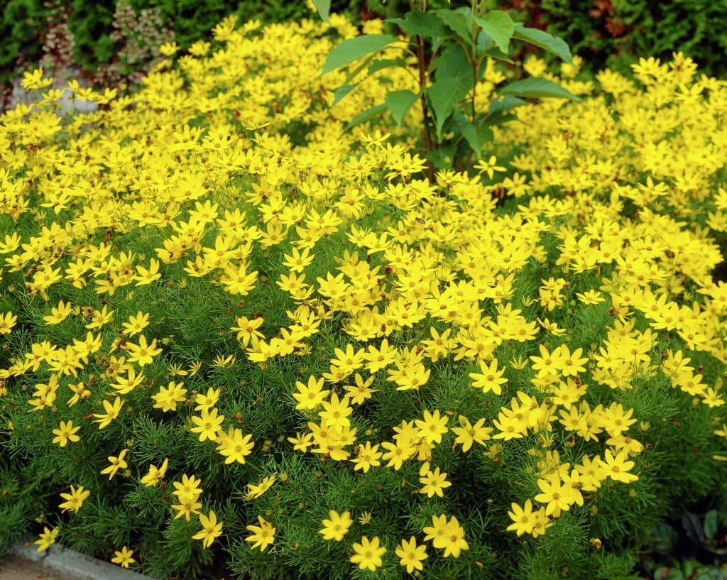 Amazon.com : 5 Coreopsis Verticillata 'Zagreb' – (Bareroot Plants ...