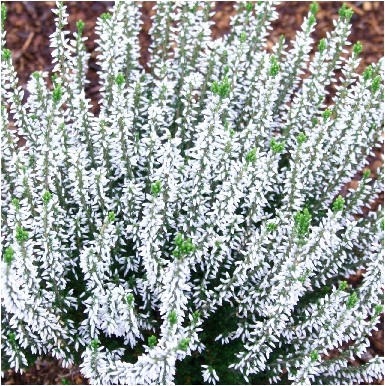 GrowOn Shrubs [x4] Scottish Heather Calluna Vulgaris 'Spring Cream ...