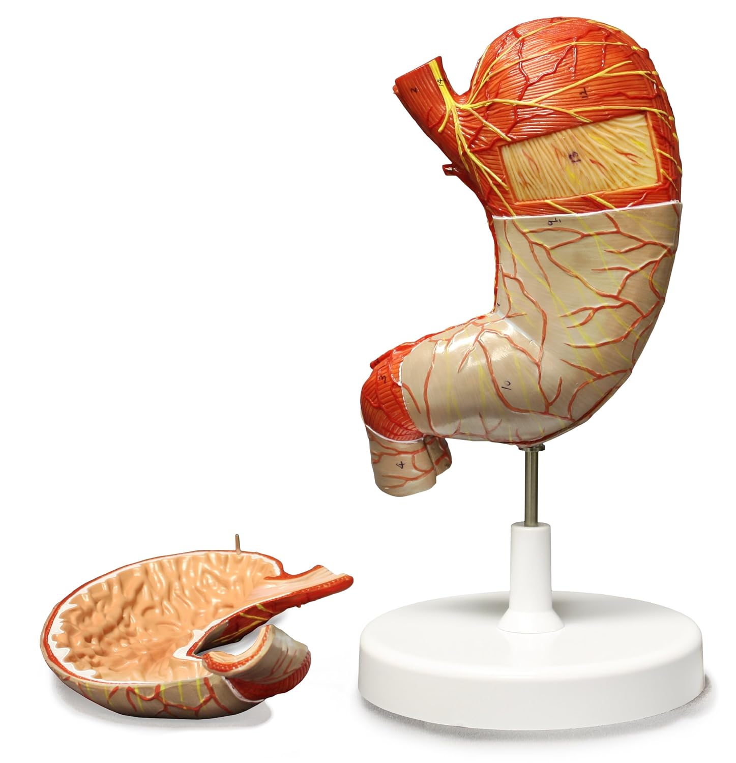 Jackson Global JS00104 Stomach Model | 2X Life Size, 2 Parts ...