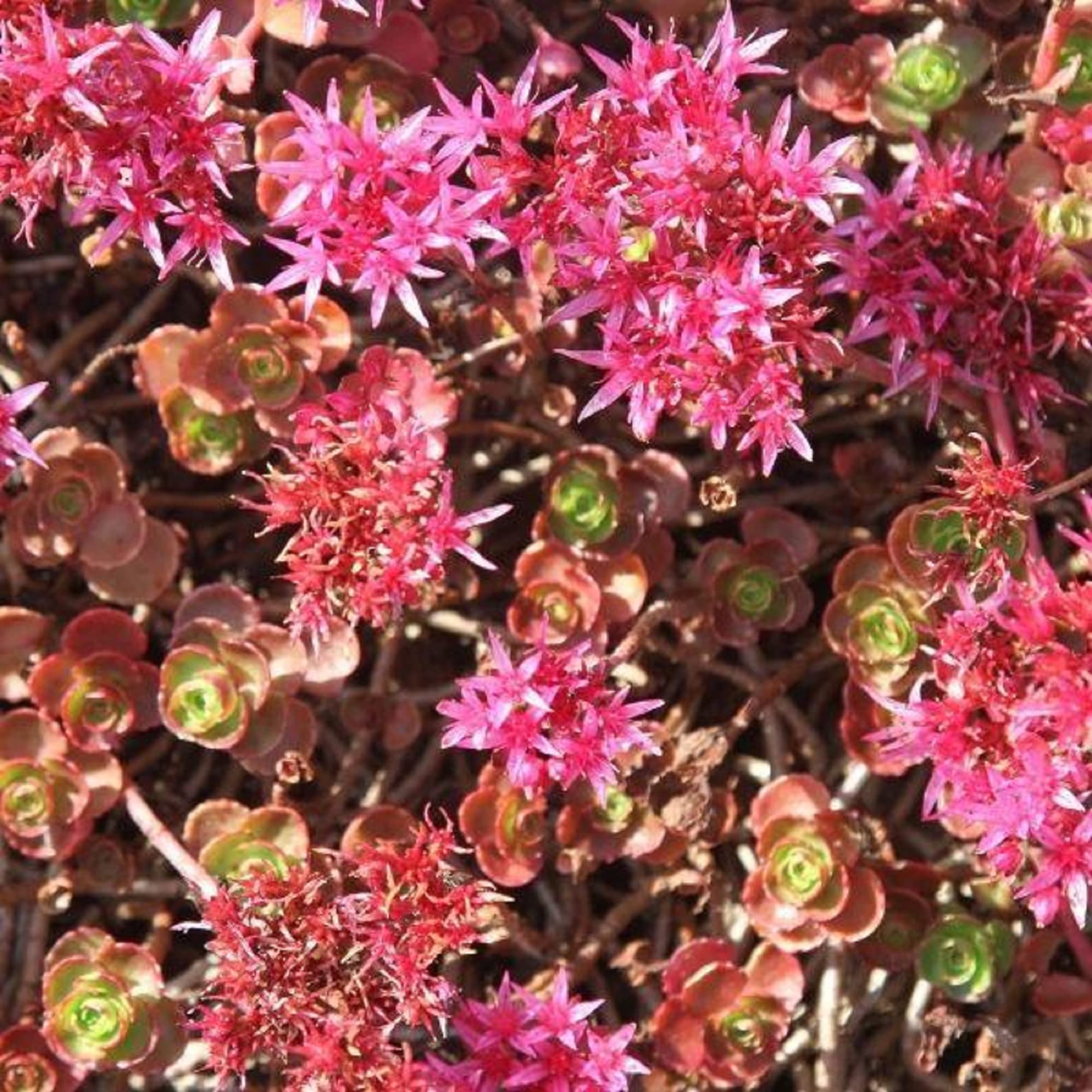 Amazon.com : CHUXAY GARDEN Dragon's Blood Stonecrop Seed 200 Seeds ...