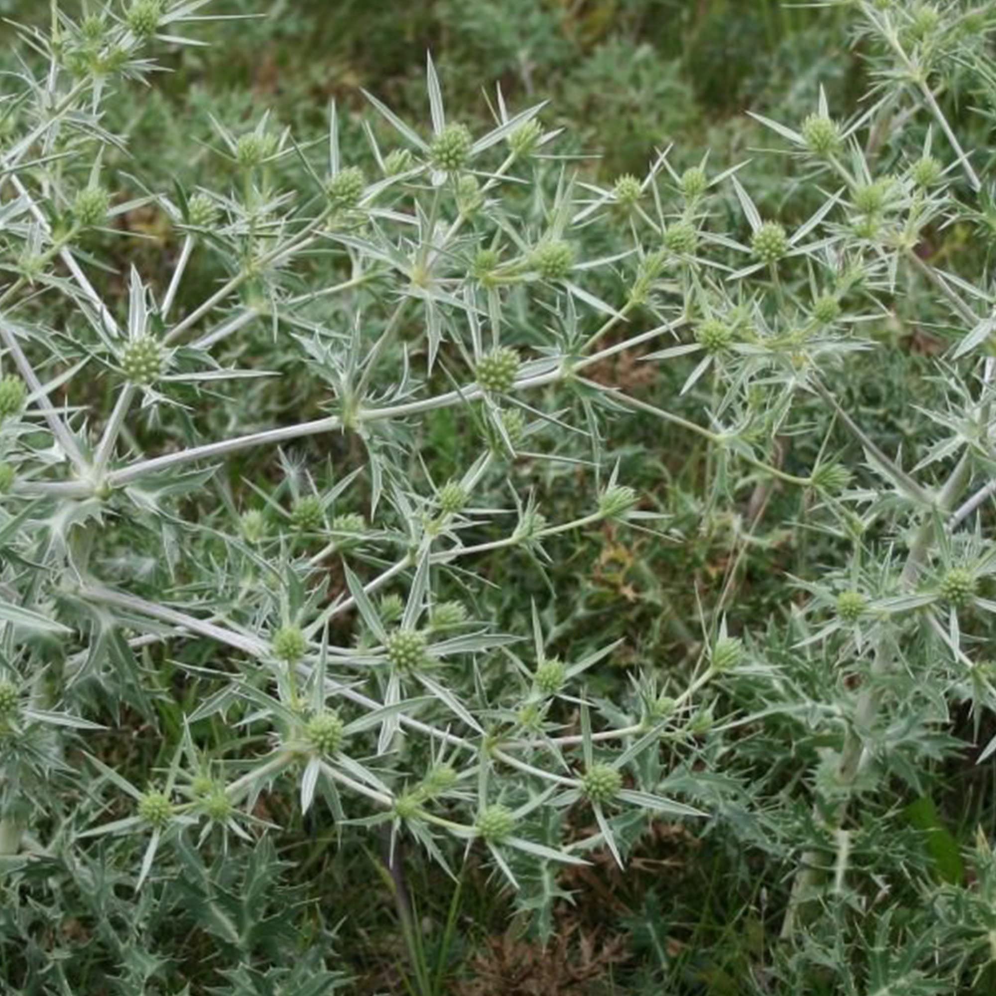 Amazon.com : Seaholly Eryngo Seeds (Eryngium campestre) 20+ Rare ...