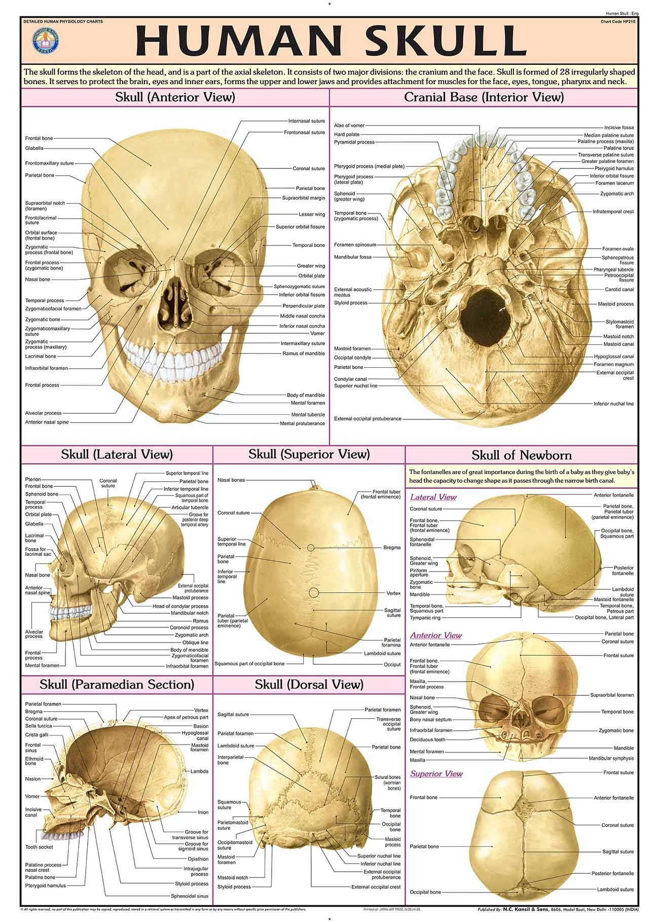 Hp21s Teachingnest Human Skull Chart 70x100 Cm English Human Physiology Desertcart India