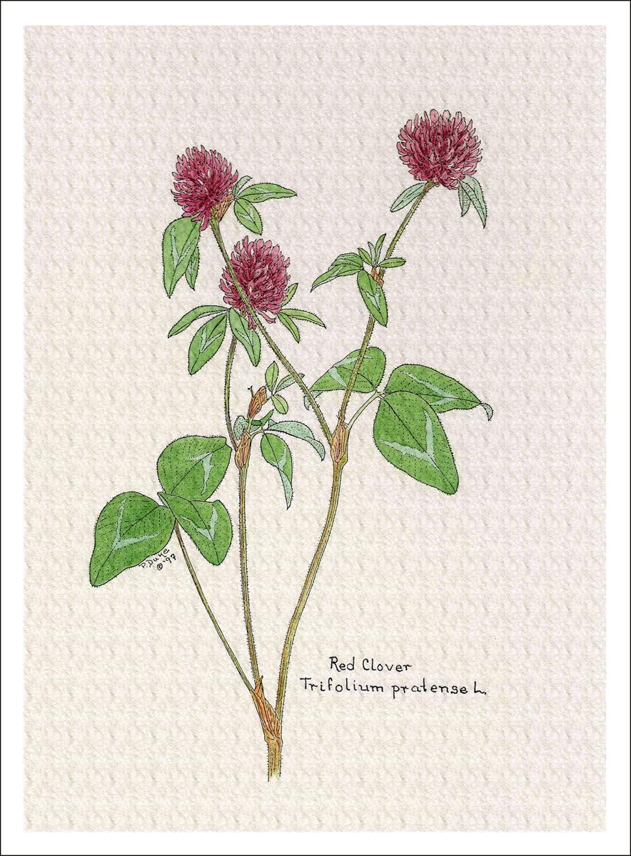 Amazon.com: Style ARThouse Botanical Illustration of Red Clover from ...