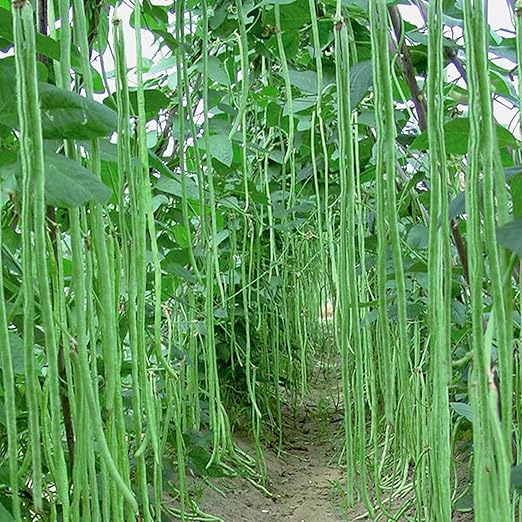 Prademir – Meterbohne Samen/Spargelbohne Samen – 50x Bohnensamen ...