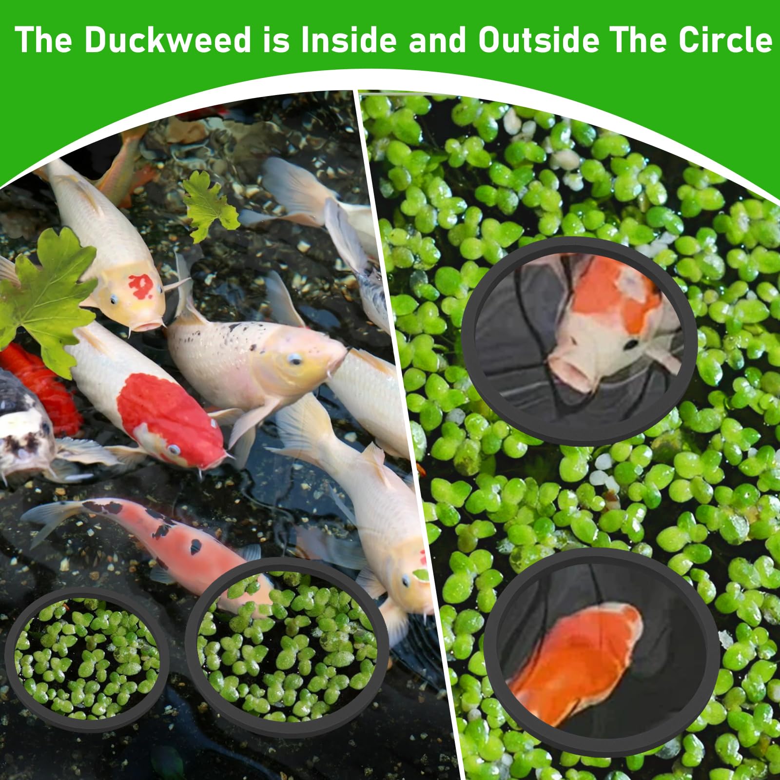 Snapklik.com : FWUNYVN 5Pcs Aquarium Floating Plant Rings And Fish ...