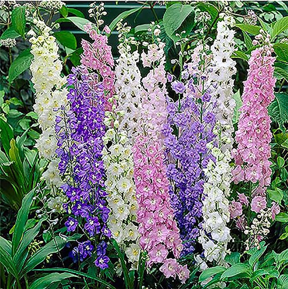 Amazon.com : Larkspur Standard Seeds - Mixed Colors - 1800+ Seeds ...