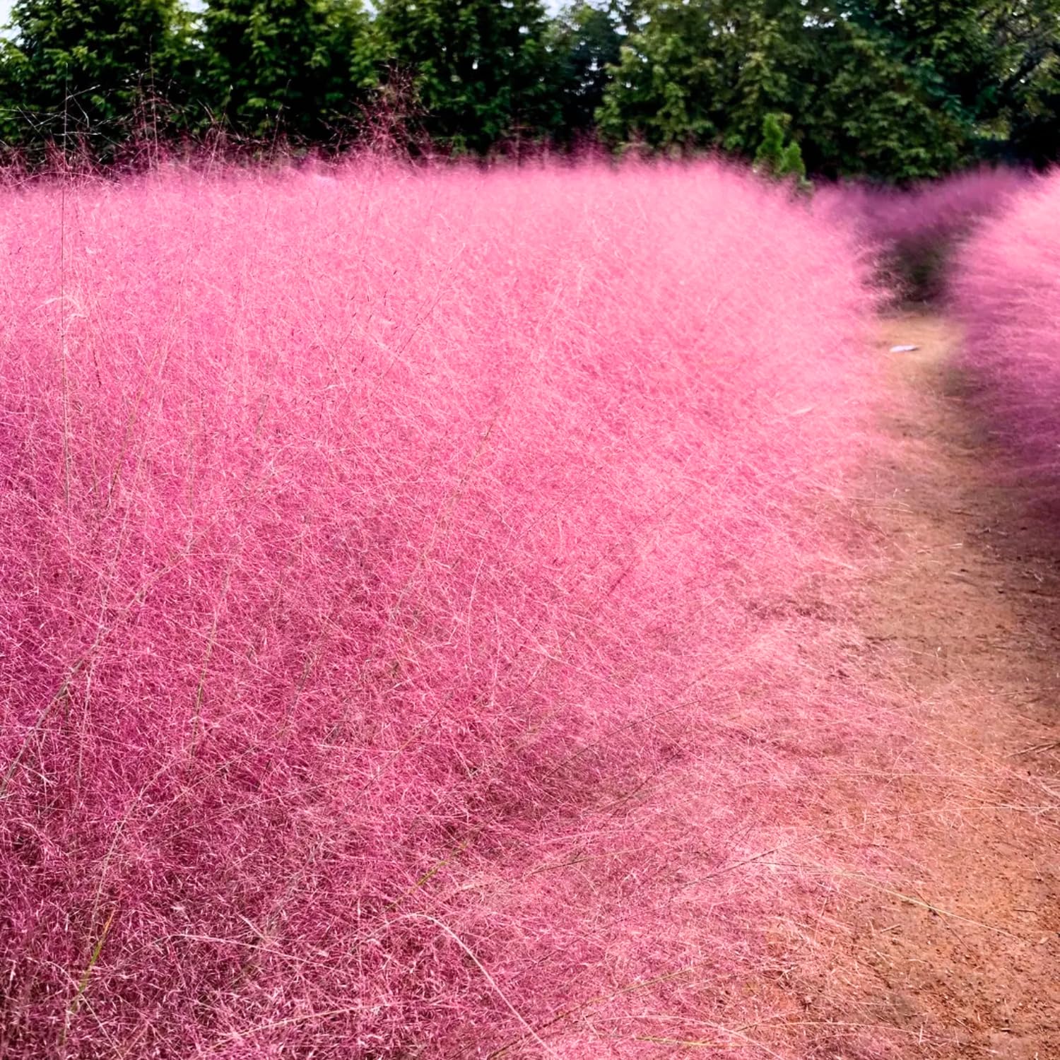 Amazon.com : 2 Ornamental Grass Plants - Pink Muhly Grasses Live Plants ...