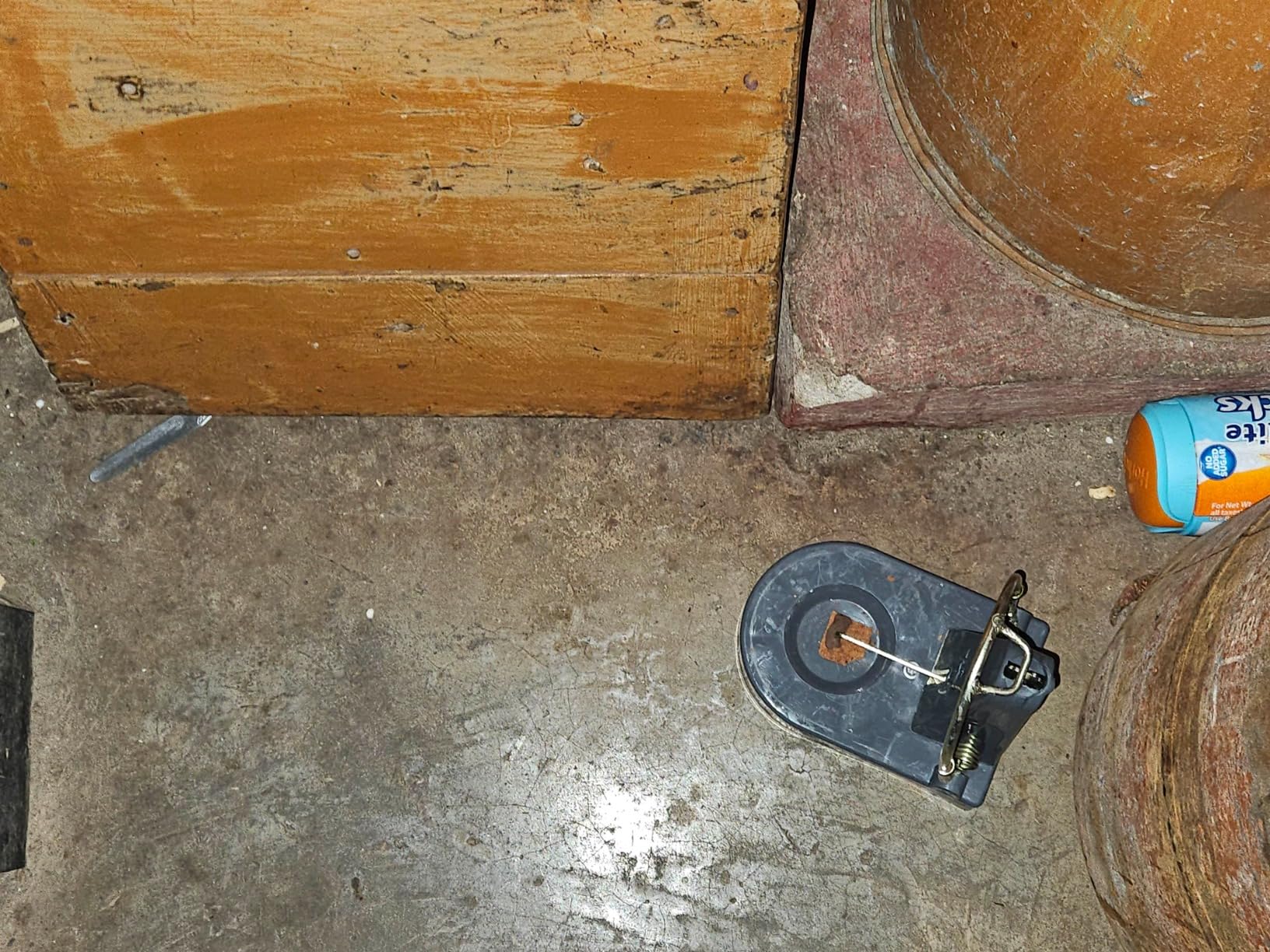 Black Cat Standard Rat Trap:Mouse Catch (Grey, 1) : Amazon.in: Garden ...