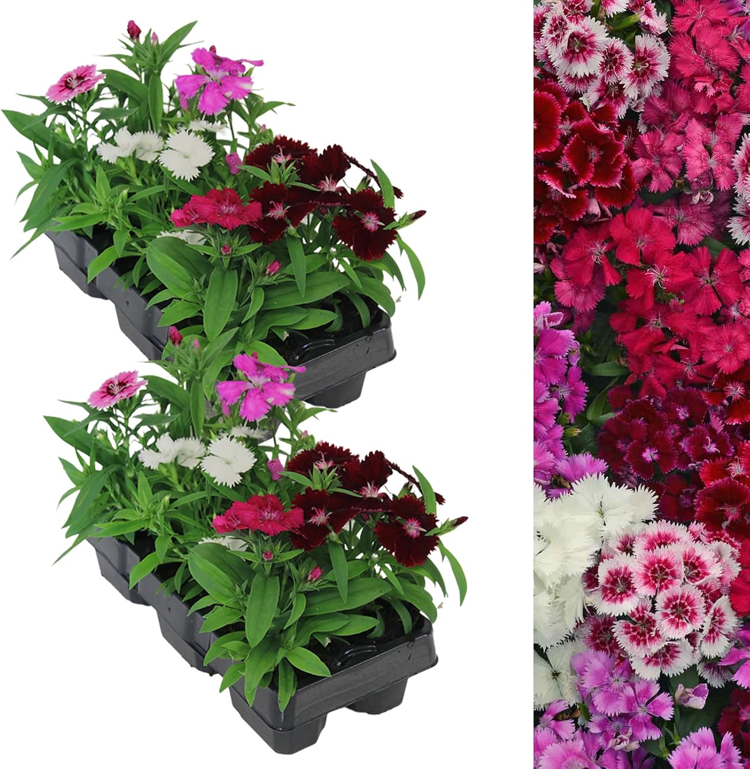 Carbeth Plants - 12 x Dianthus Festival F1 Mix - Carnation Bedding ...