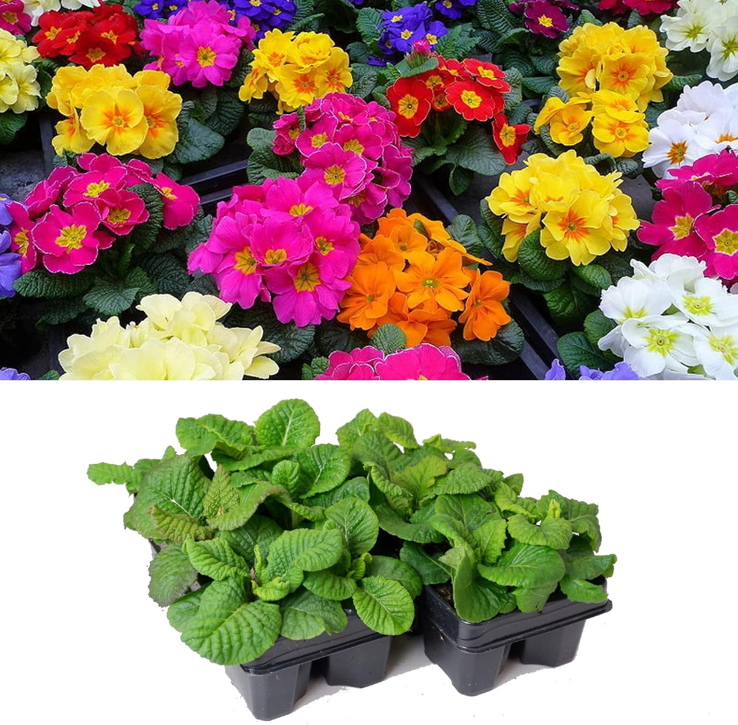 Primrose Plants Mixed Colours 12 Pack - 2 Trays of 6 Plants - Add ...