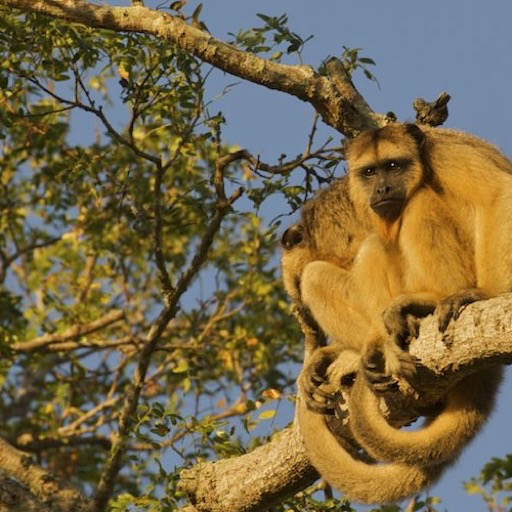 Howler Monkey Wallpaper -- HD Wallpapers of Howler Monkeys! - App on ...