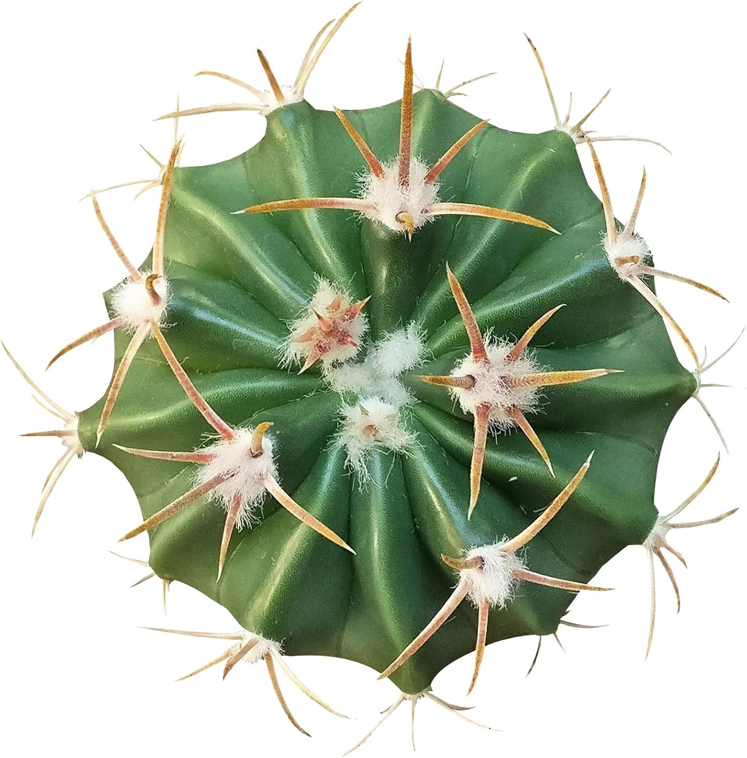 Amazon.com : Devil's Tongue Barrel Crow's Claw Cactus Fish Hook Cactus ...