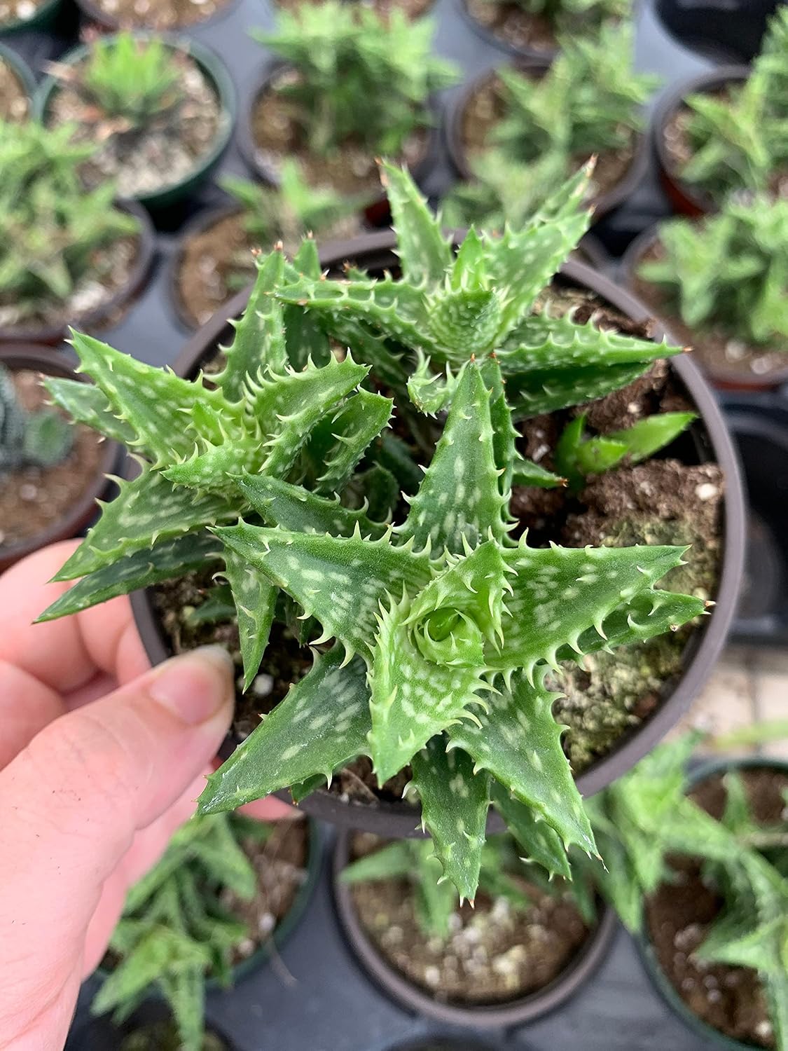 Amazon.com : Aloe Juvenna Tiger Tooth Aloe Succulent (4 inch) : Patio ...