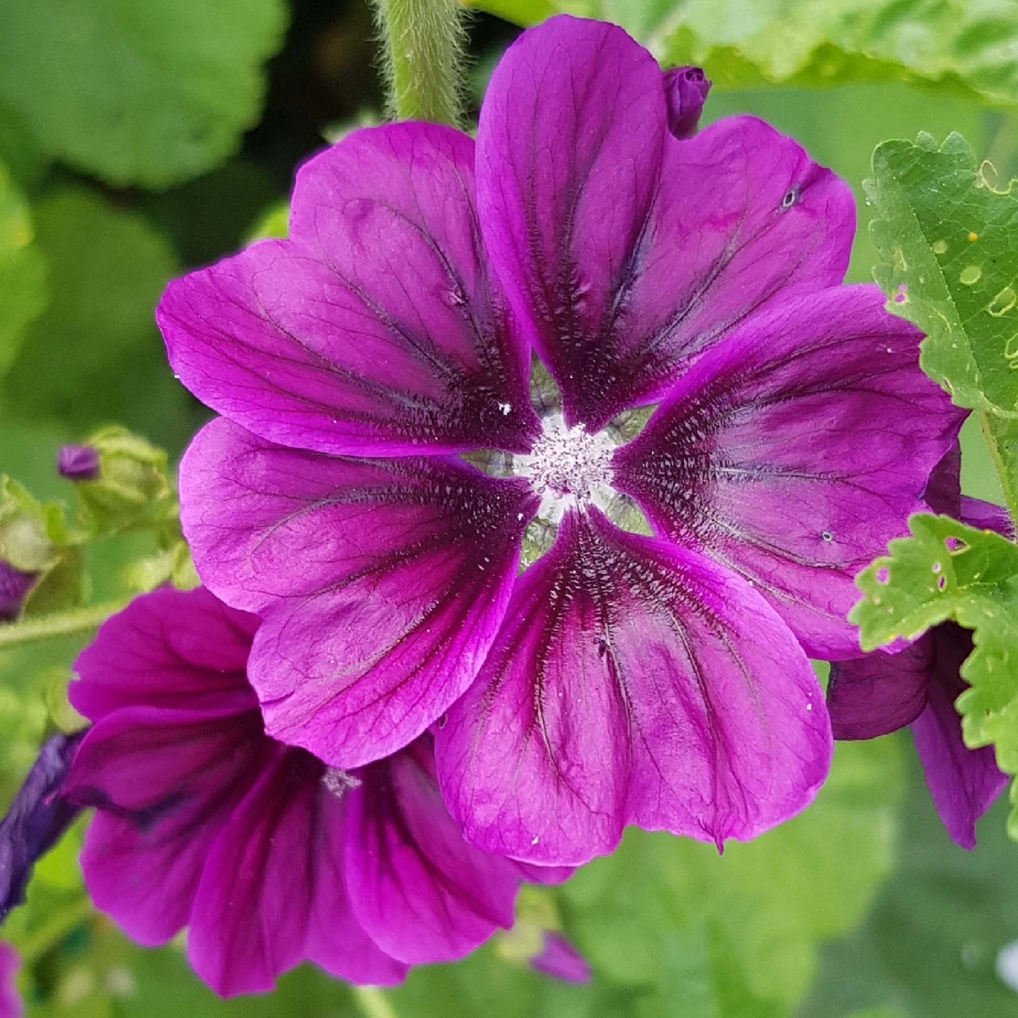 Amazon.com : CHUXAY GARDEN 20 Seeds Purple Malva Sylvestris VAR ...