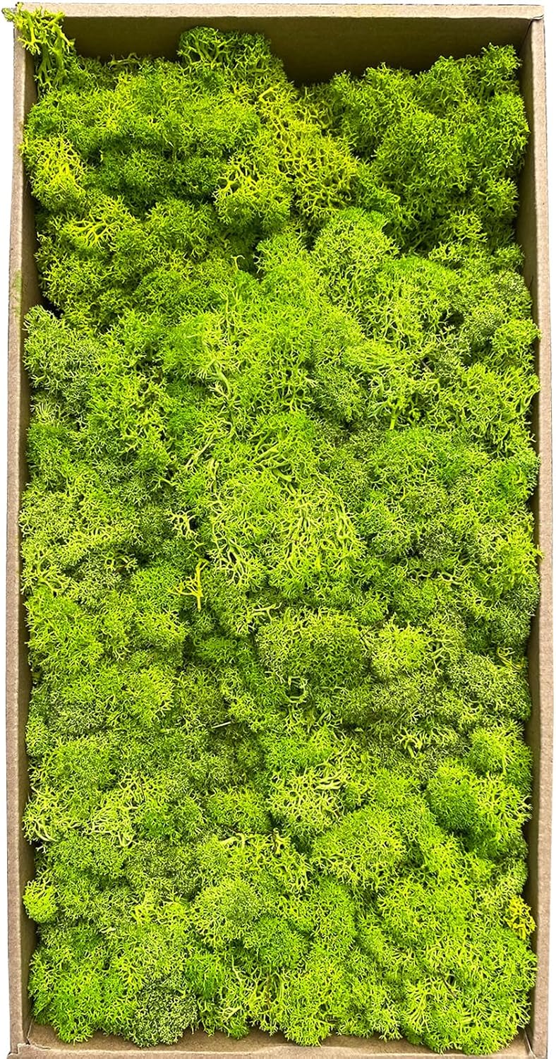 Amazon.com: Gusaloo Preserved 1.1lb Moss Artificial Moss Natural Fresh ...