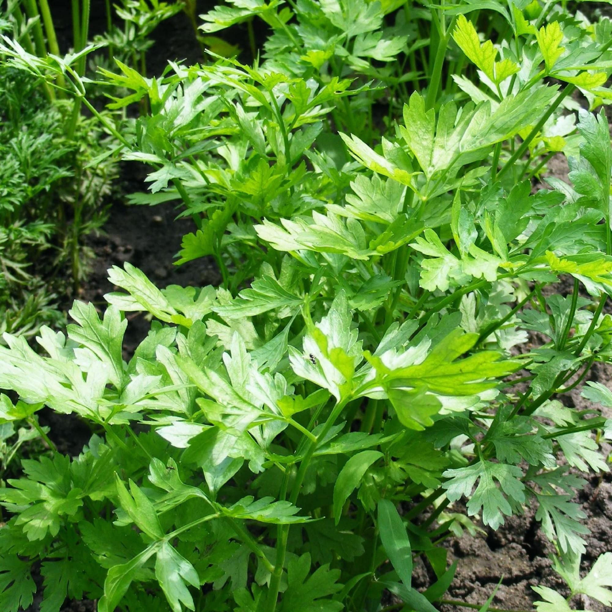 Wild Celery Leaves