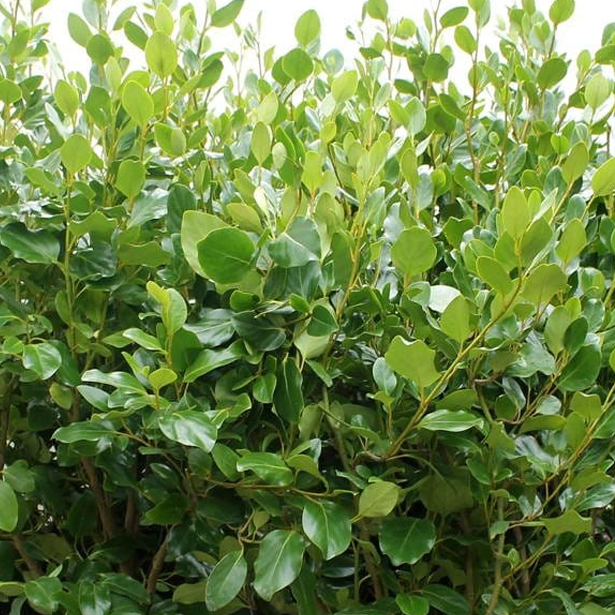 Broadleaf Evergreen Trees