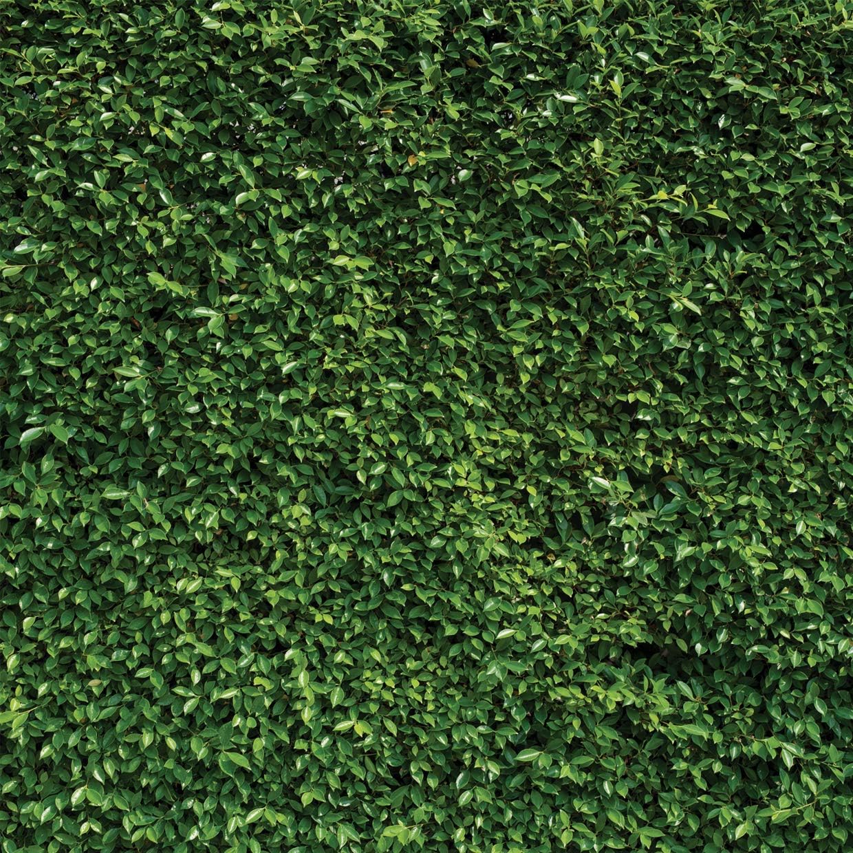 Amazon.com : SJOLOON 8X8ft Green Leaves Backdrop Greenery Backdrop ...