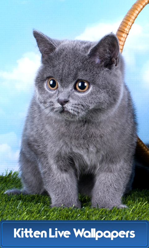 Kitten Live Wallpapers - App on the Amazon Appstore
