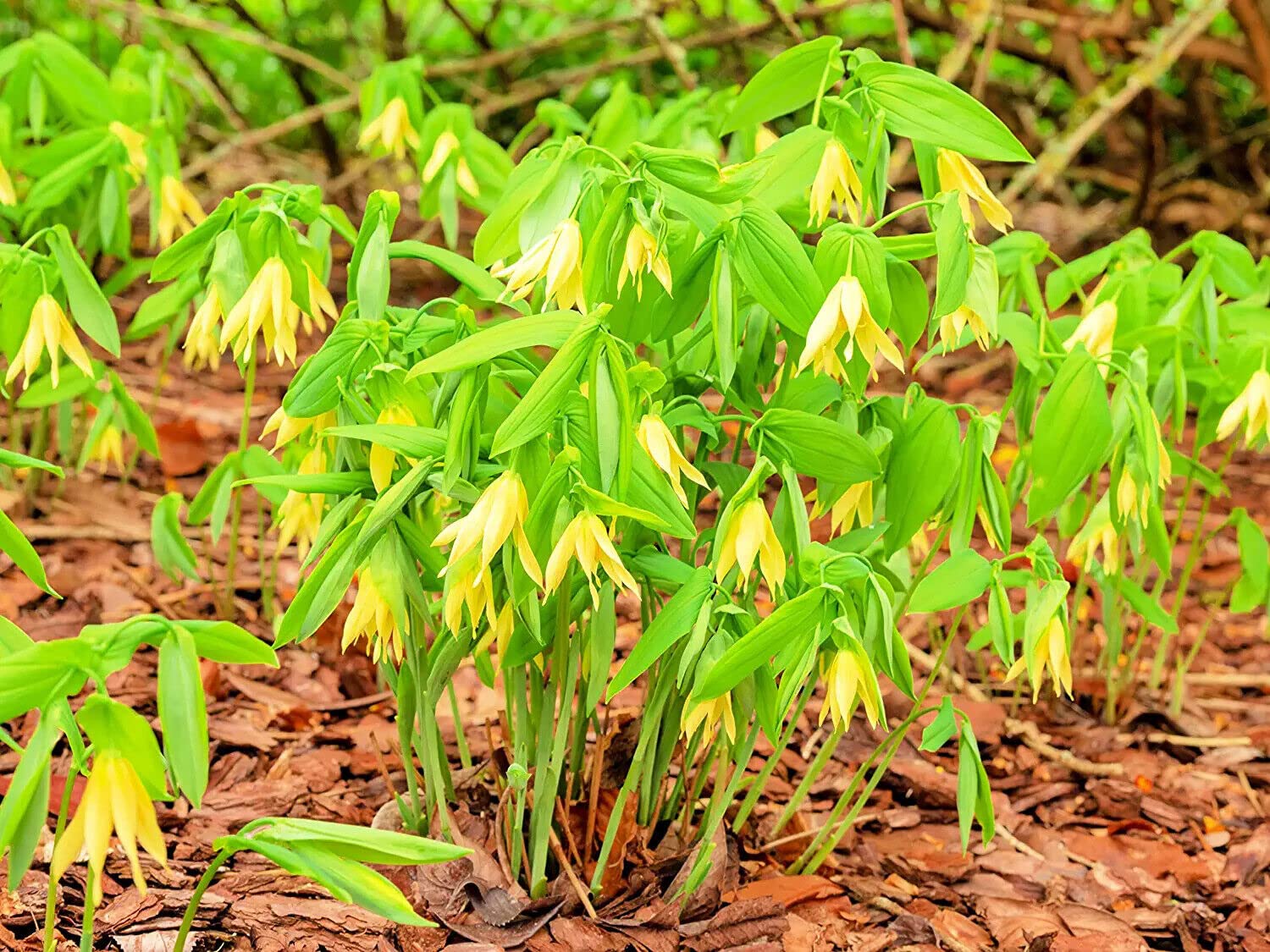 Uvularia Spread